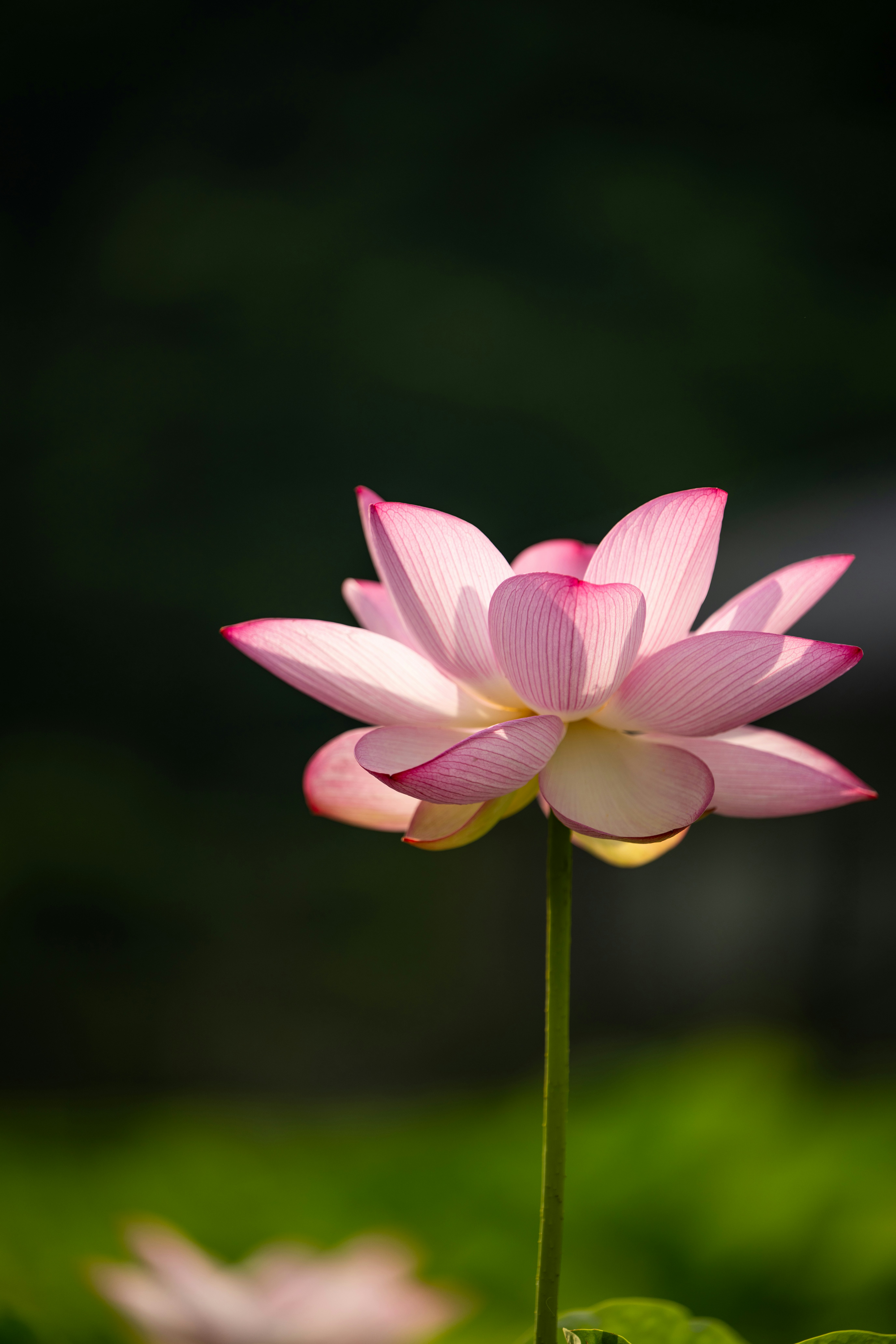 Pink Lotus in Soft Backlight