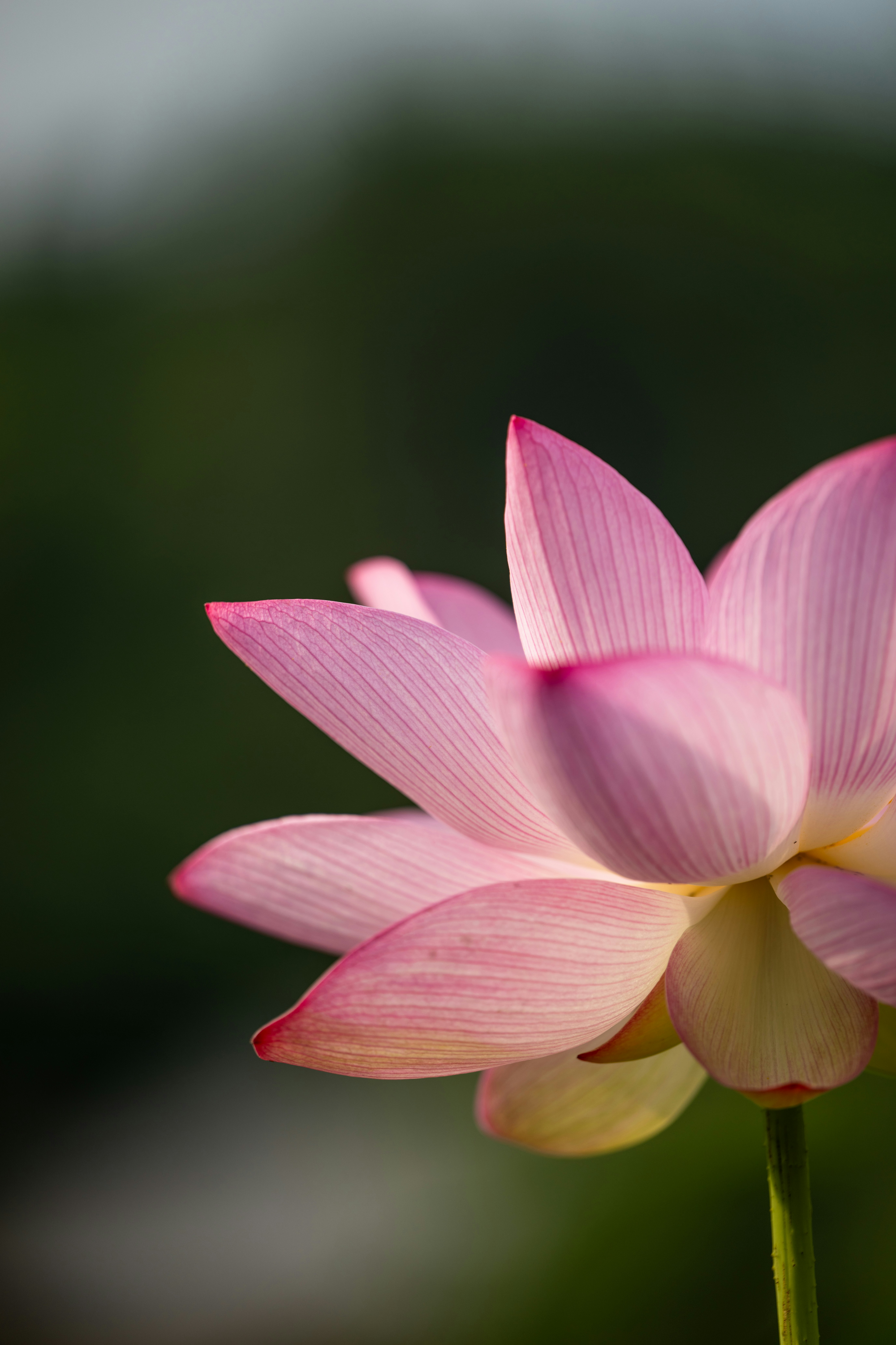 Petal Prism: Pink Lotus in Soft Focus Sunrise