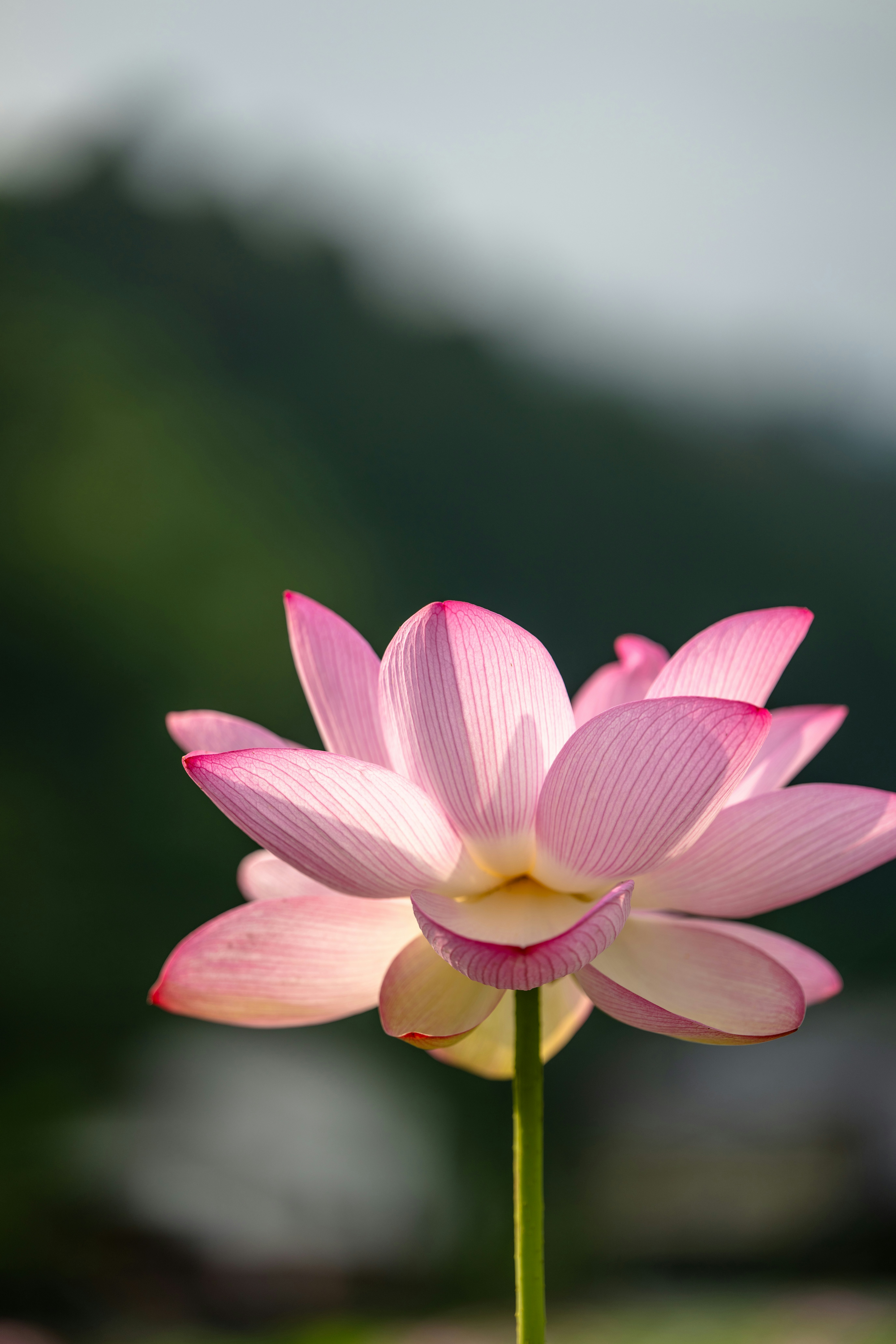 Petal Prism: A Pink Lotus in Soft Focus
