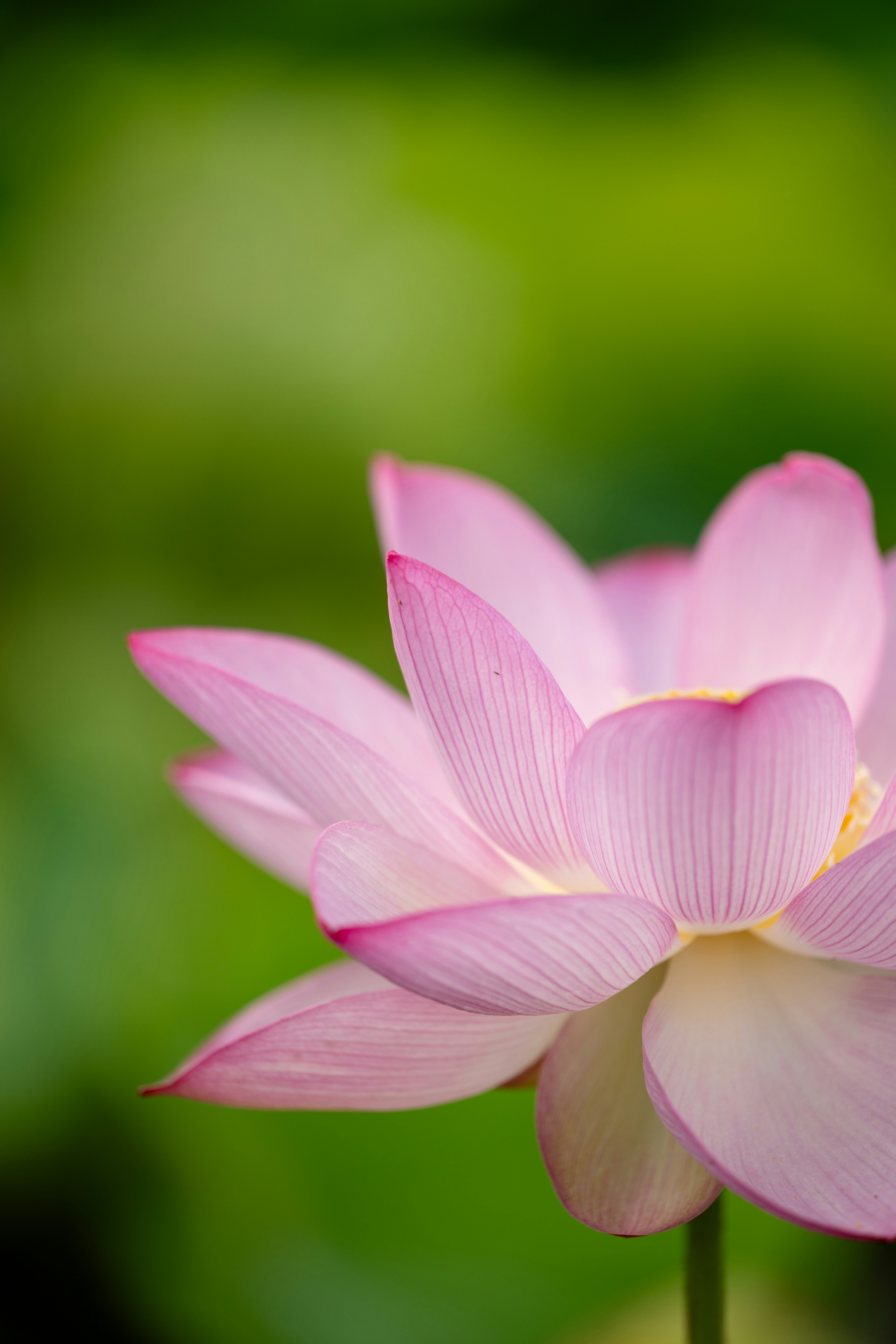 Petal Prism: A Pink Lotus Centerstage