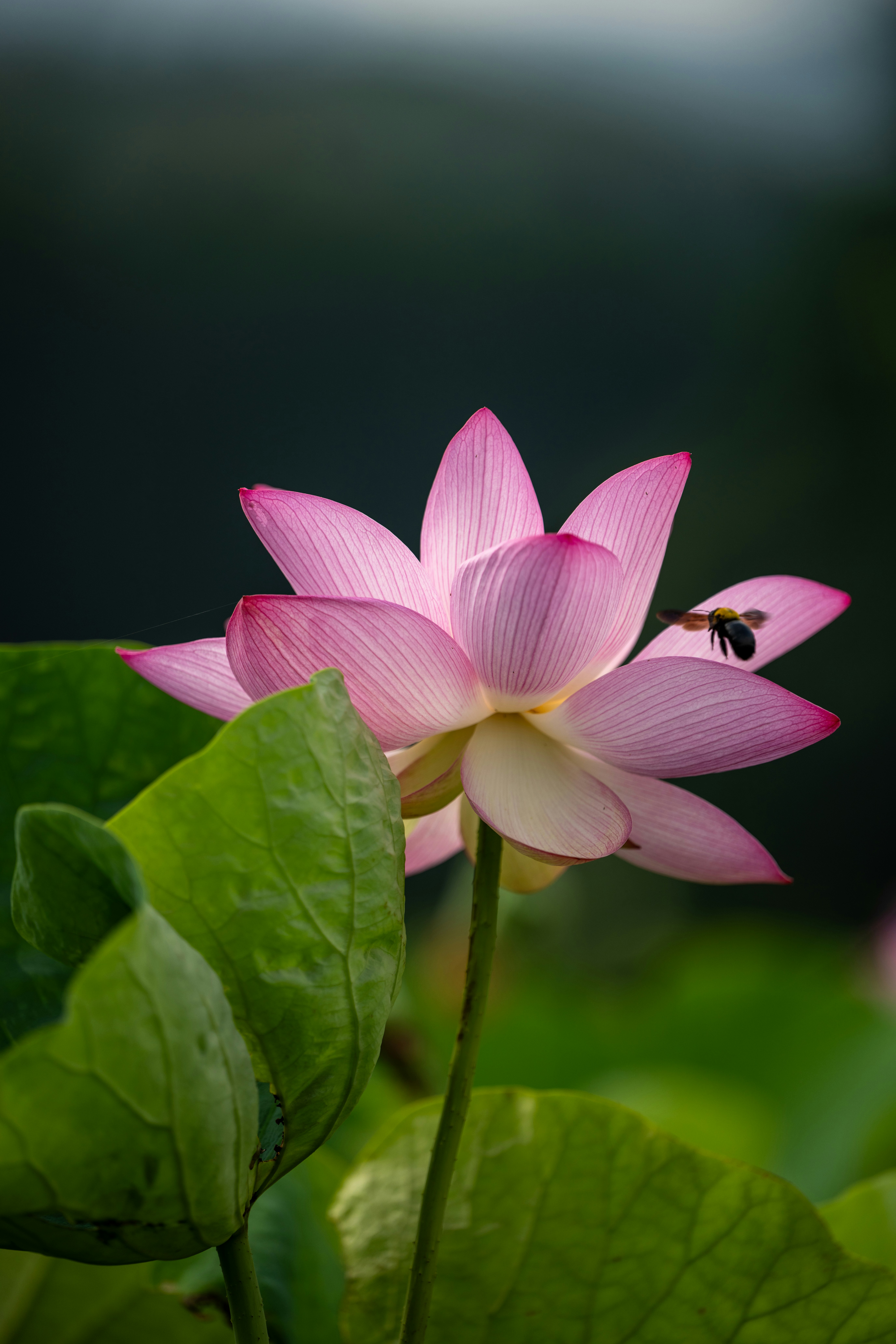 Pink Lotus in Focus: Bee mid-flight on a glowing bloom