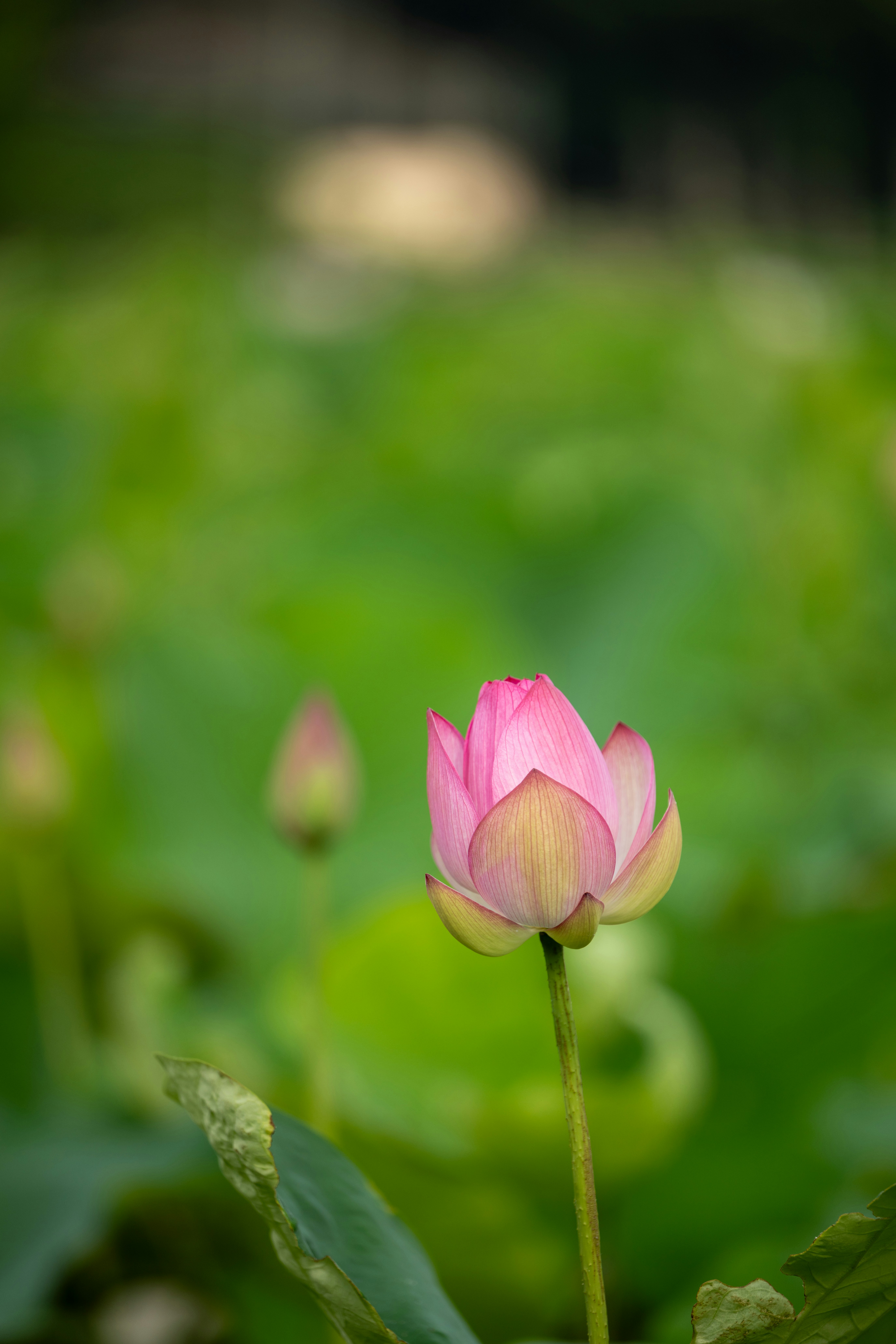 Pink Lotus Seedling: Centered Bloom Emerges in Soft Garden Blur