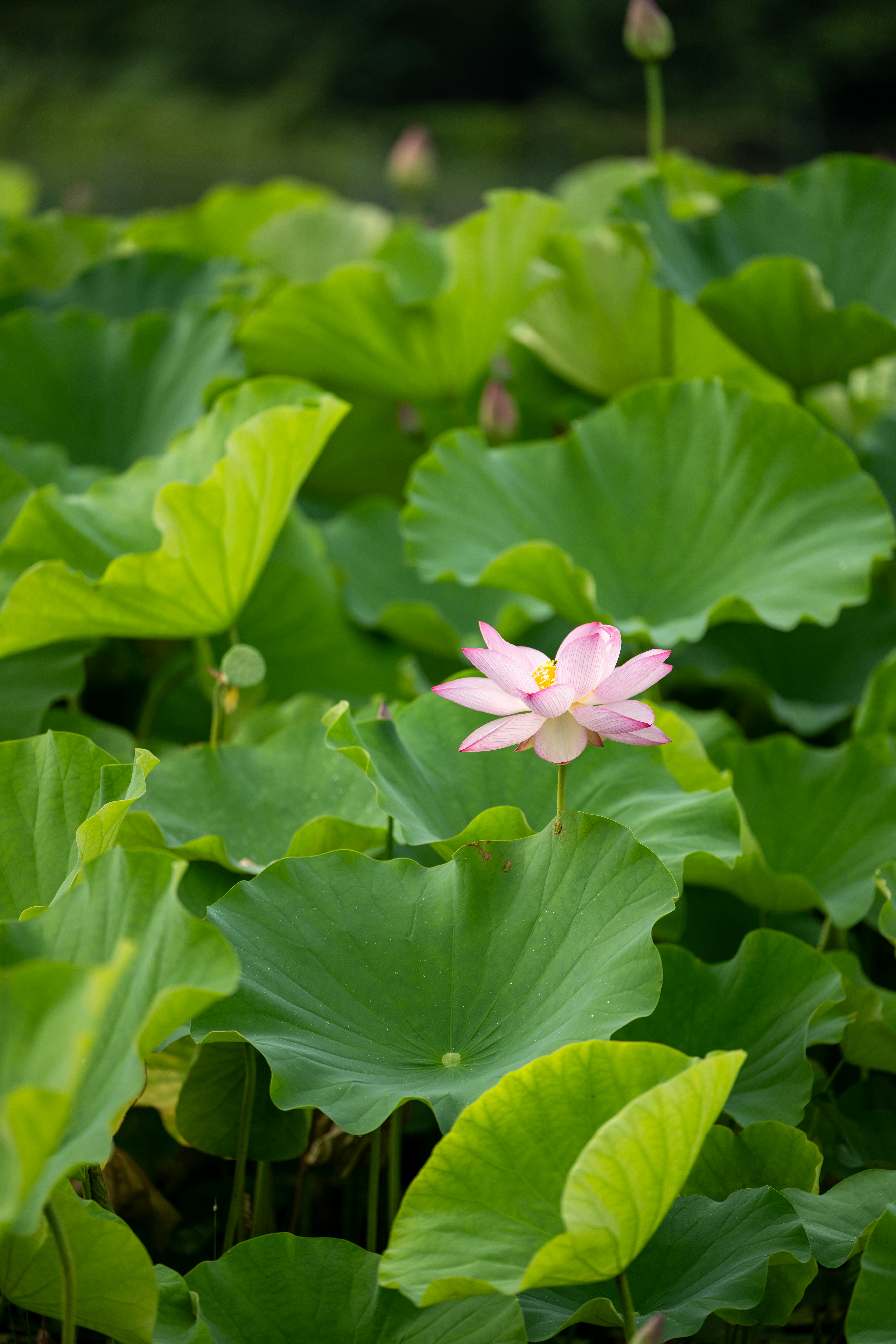 Pink Lotus Bloom Rising Among Emerald Leaves