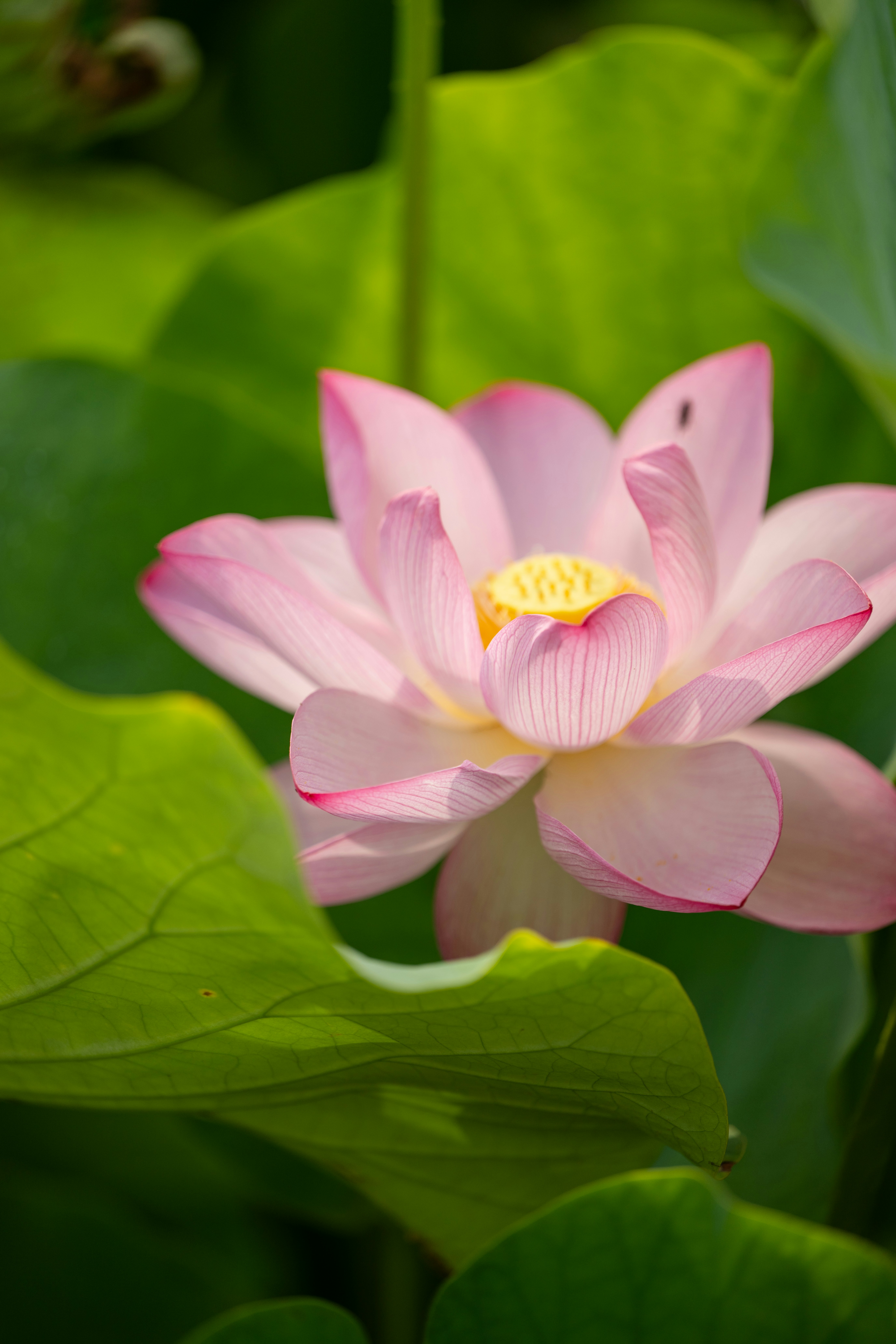 Pink Lotus Blossom Centered in Lush Green Kaleidoscope