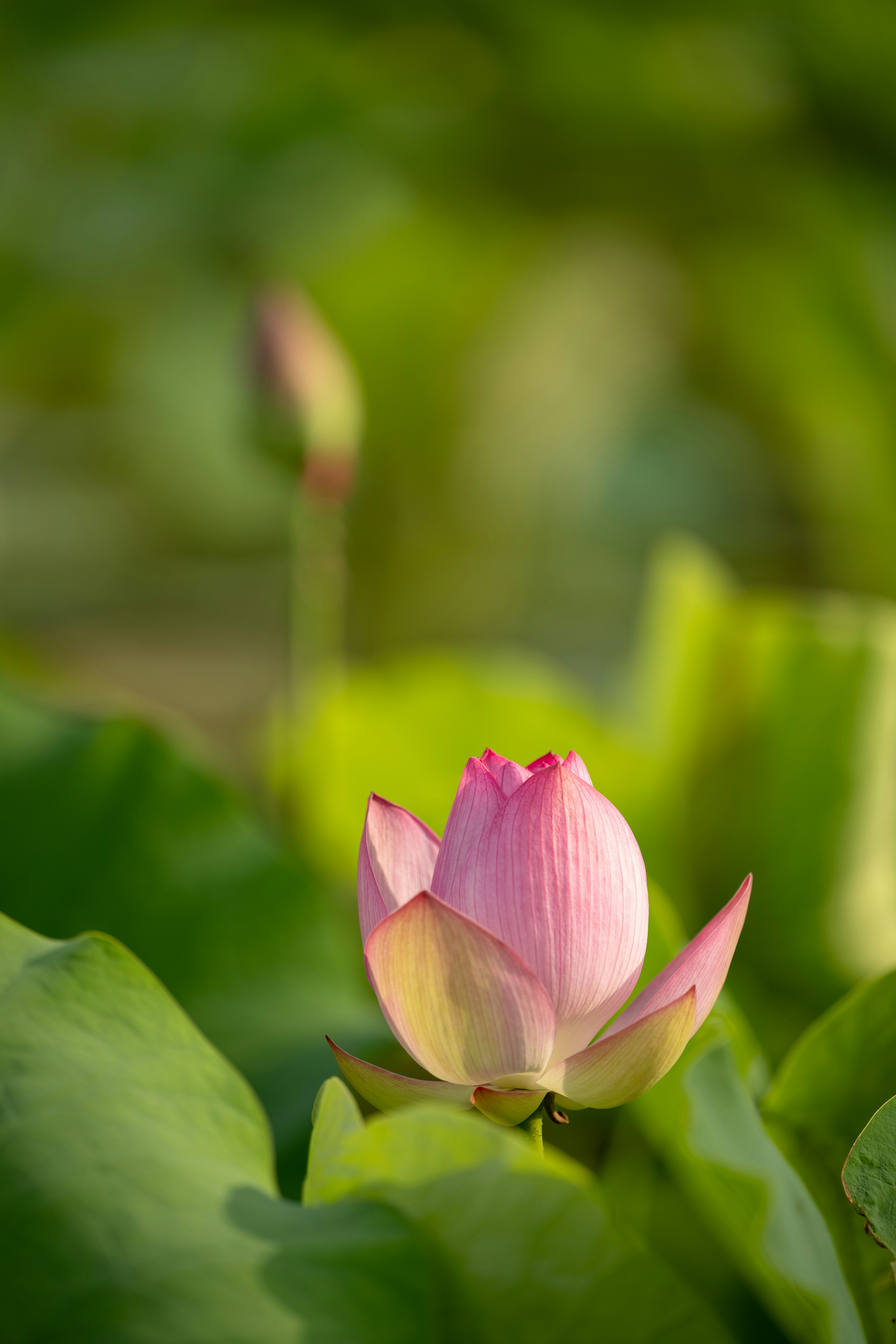 Blooming Pink Lotus Amid Broad Green Glow