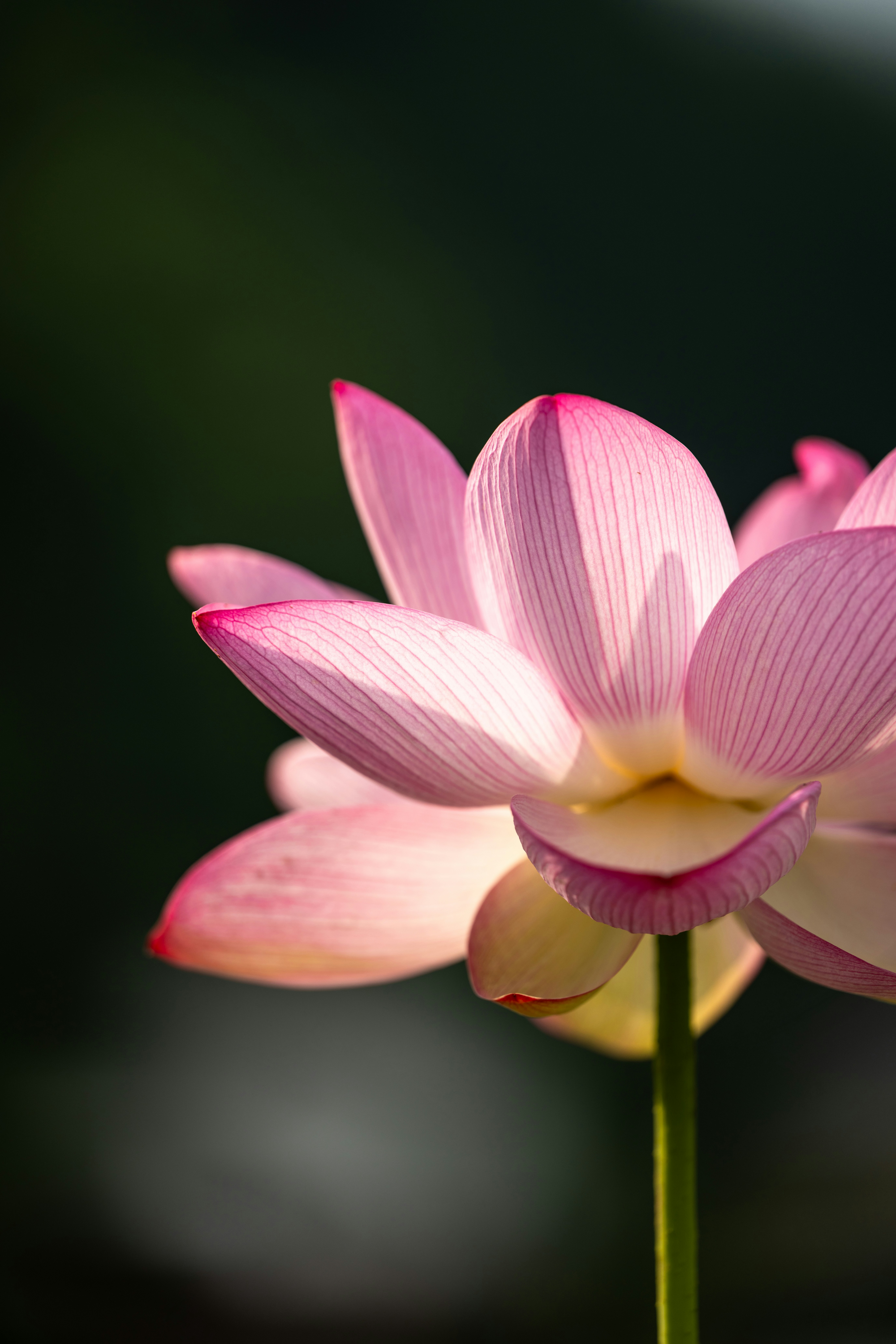Petal Prism: Close-Up of a Pink Lotus in Soft Backlight