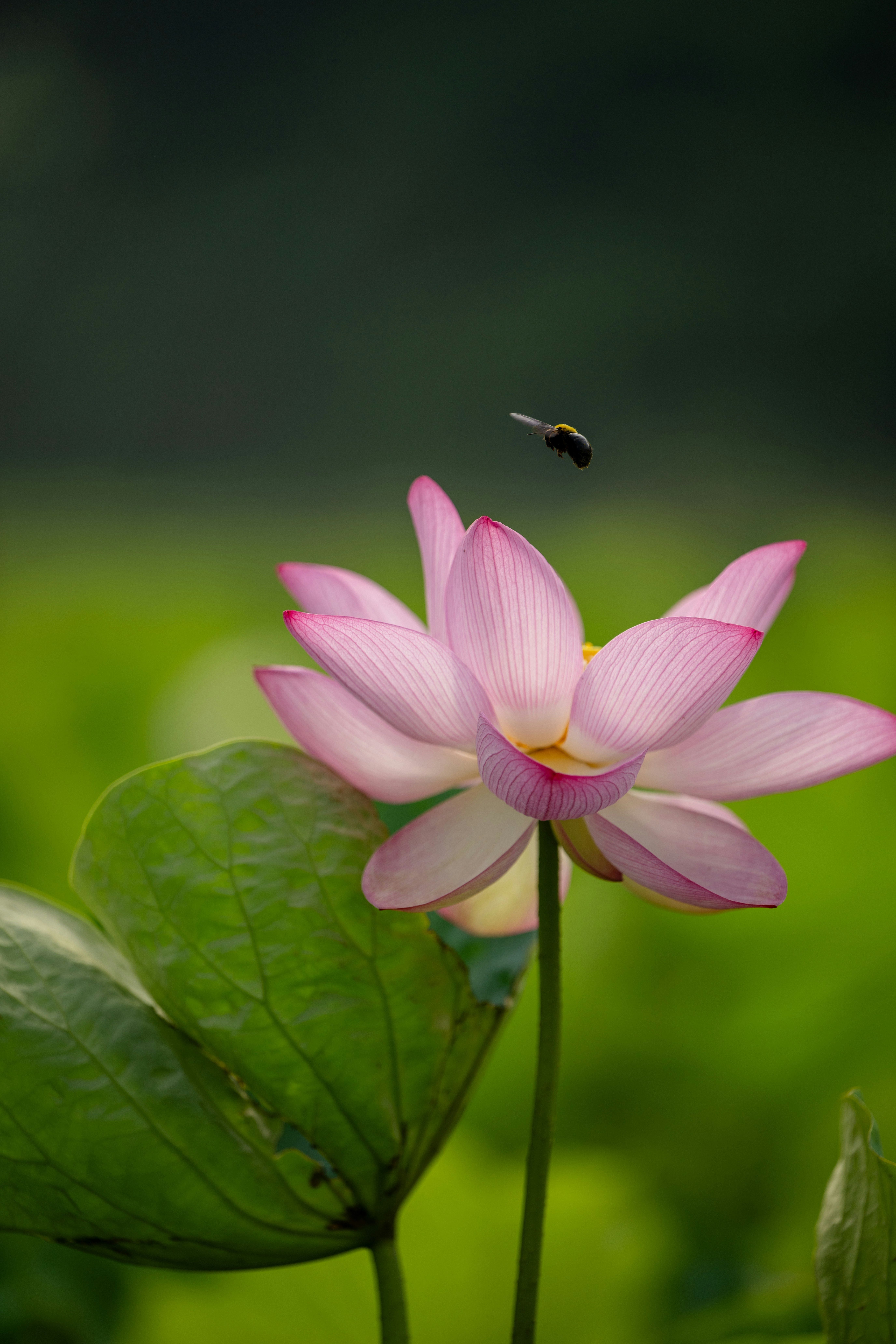 Hovering Pollination: A Pink Lotus and a Bee in Soft Morning Light