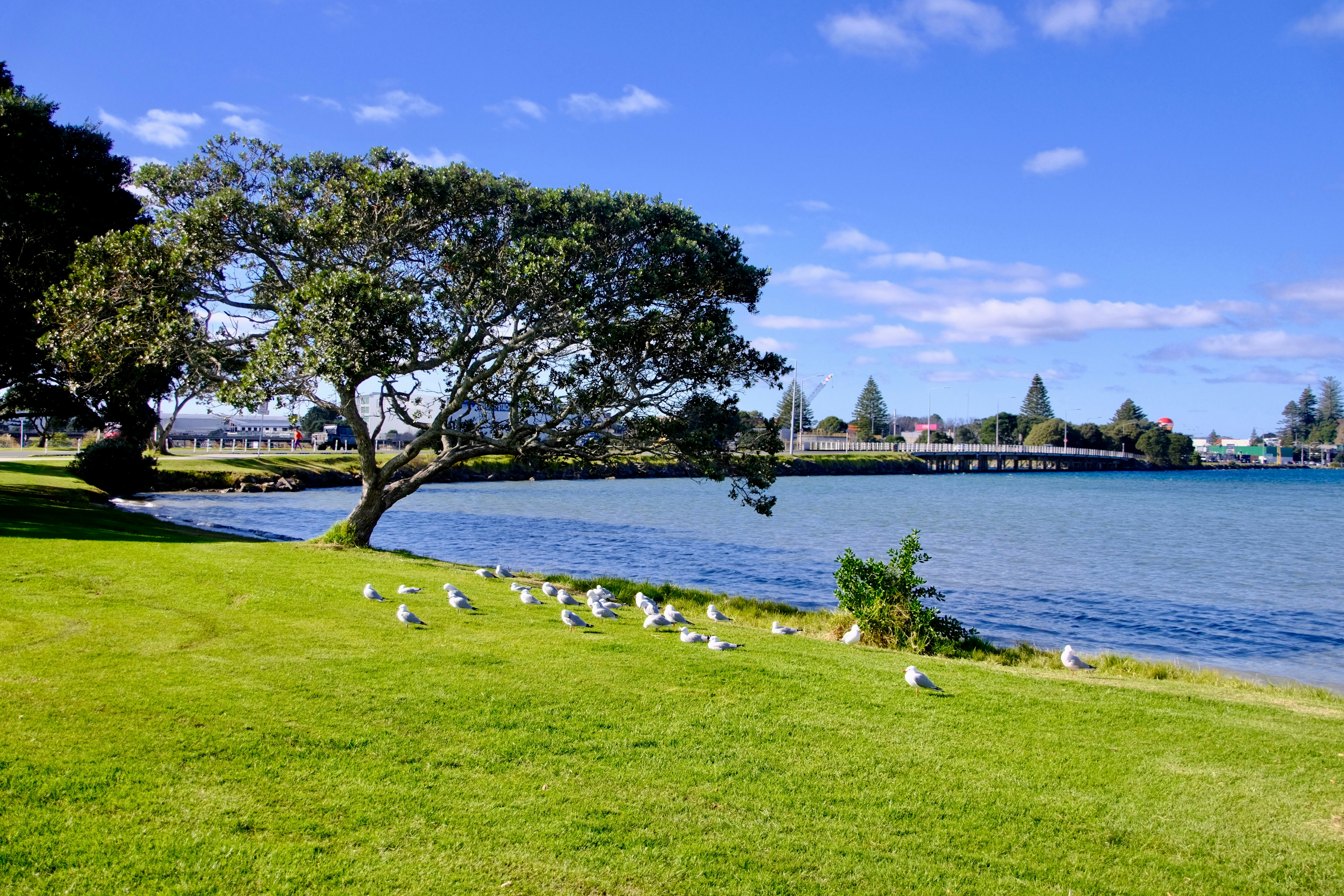 Lakeside Parkway: A Curious Dawn of Gulls and Green