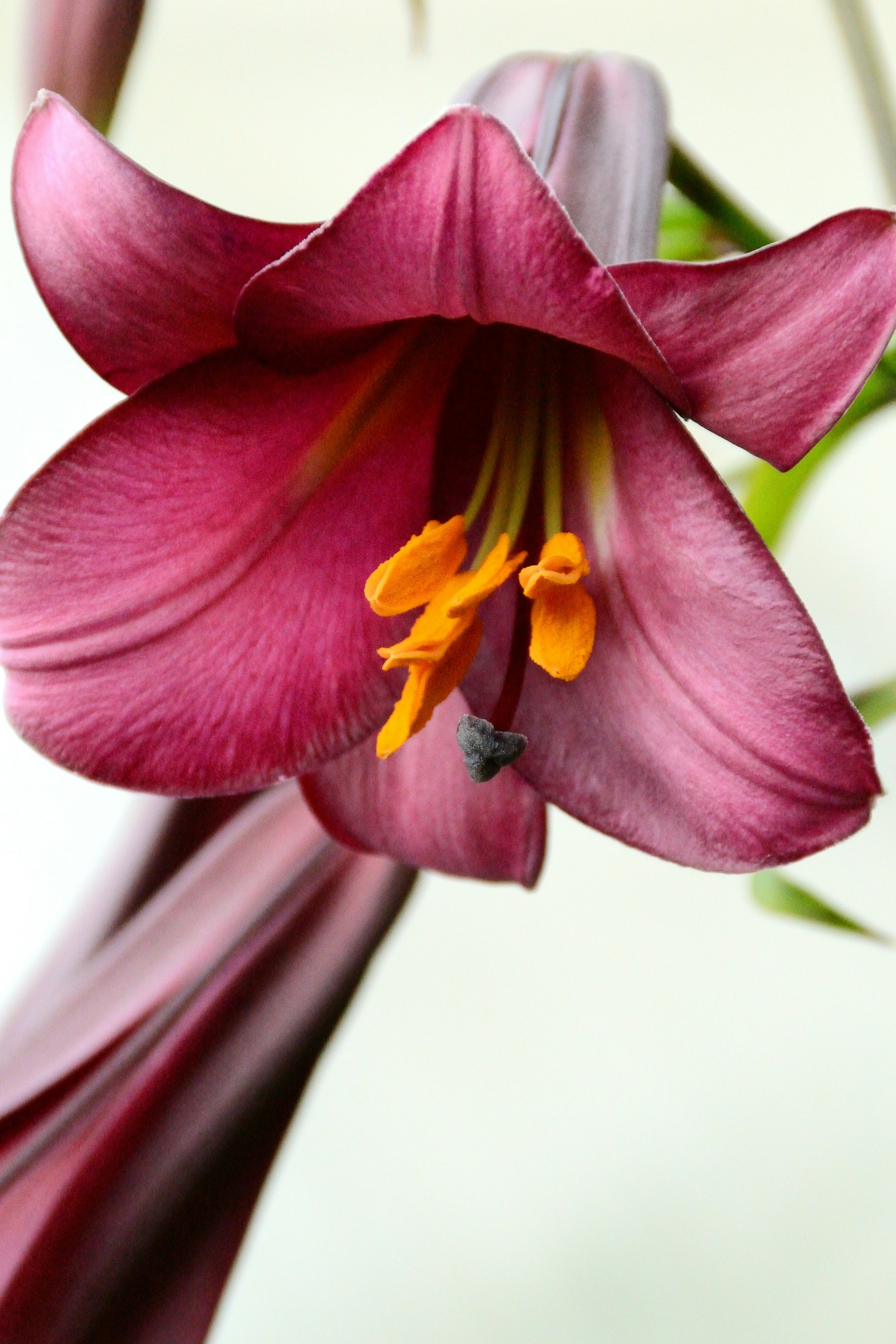 Crimson Lily in Clear Focus: Velvet Petals Meet Bright Stamen