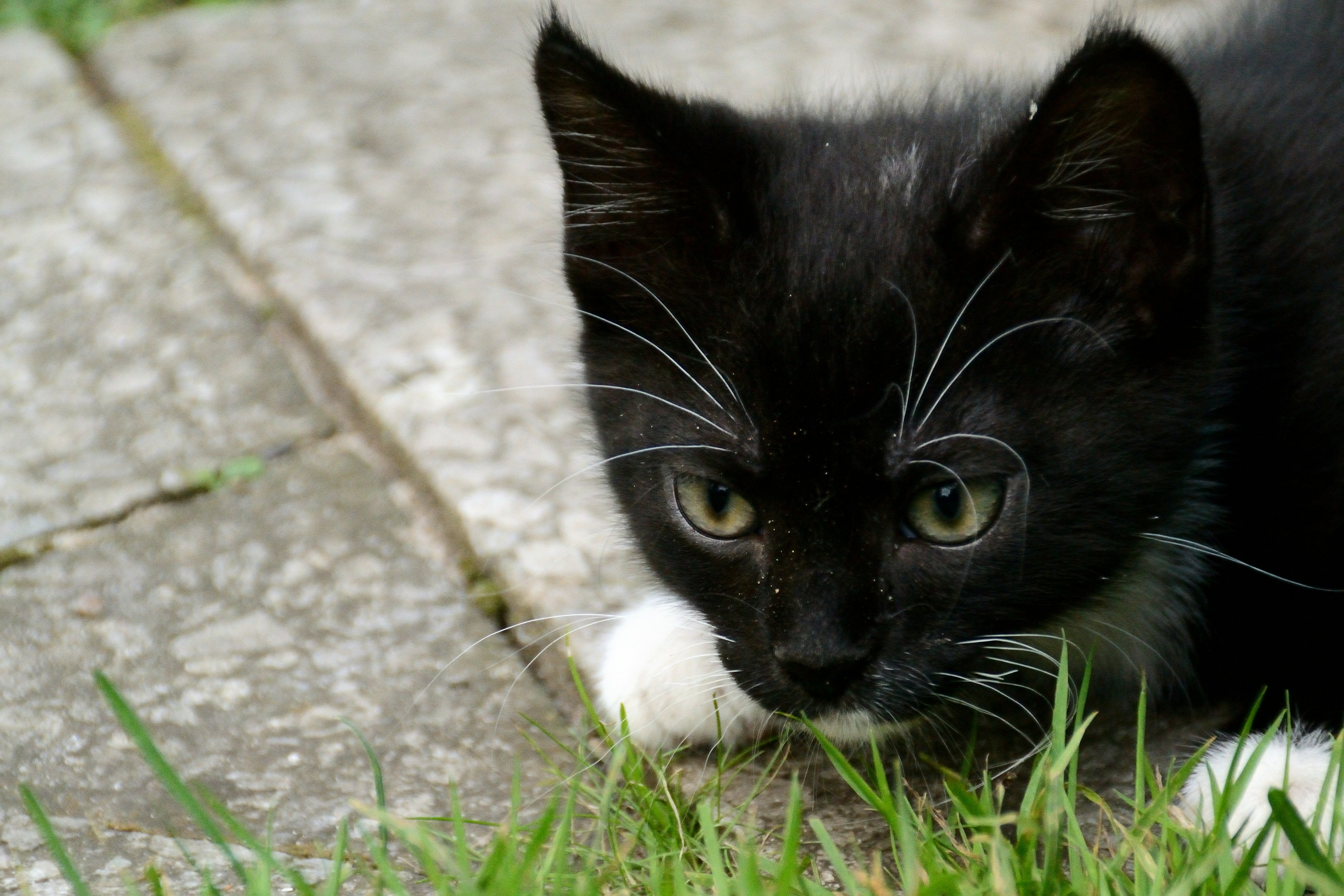 Black Kitten in Grass: A Focused Glance on Hidden Whiskers