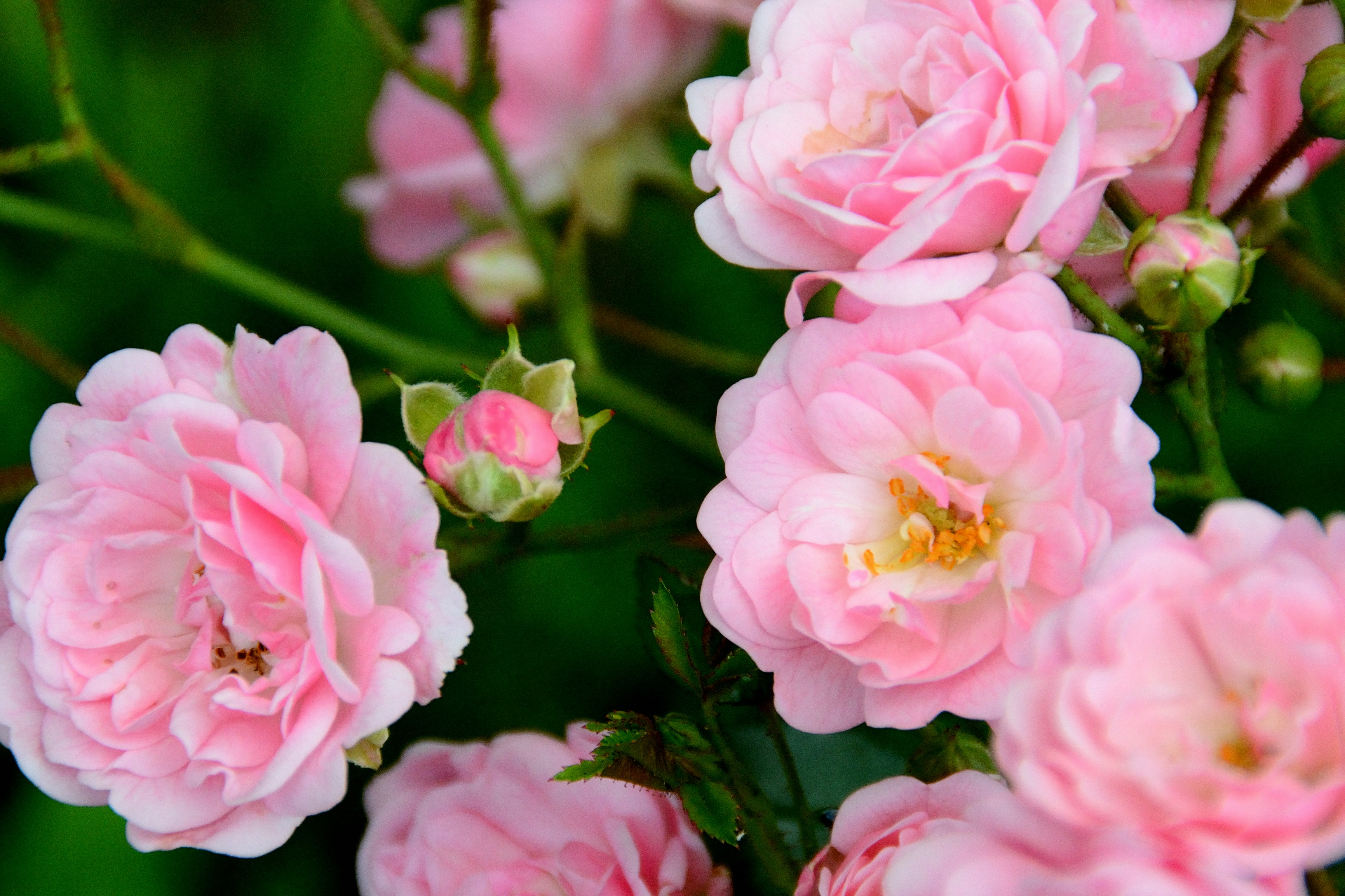 Soft Petal Portrait: Gentle Pink Roses in Bloom
