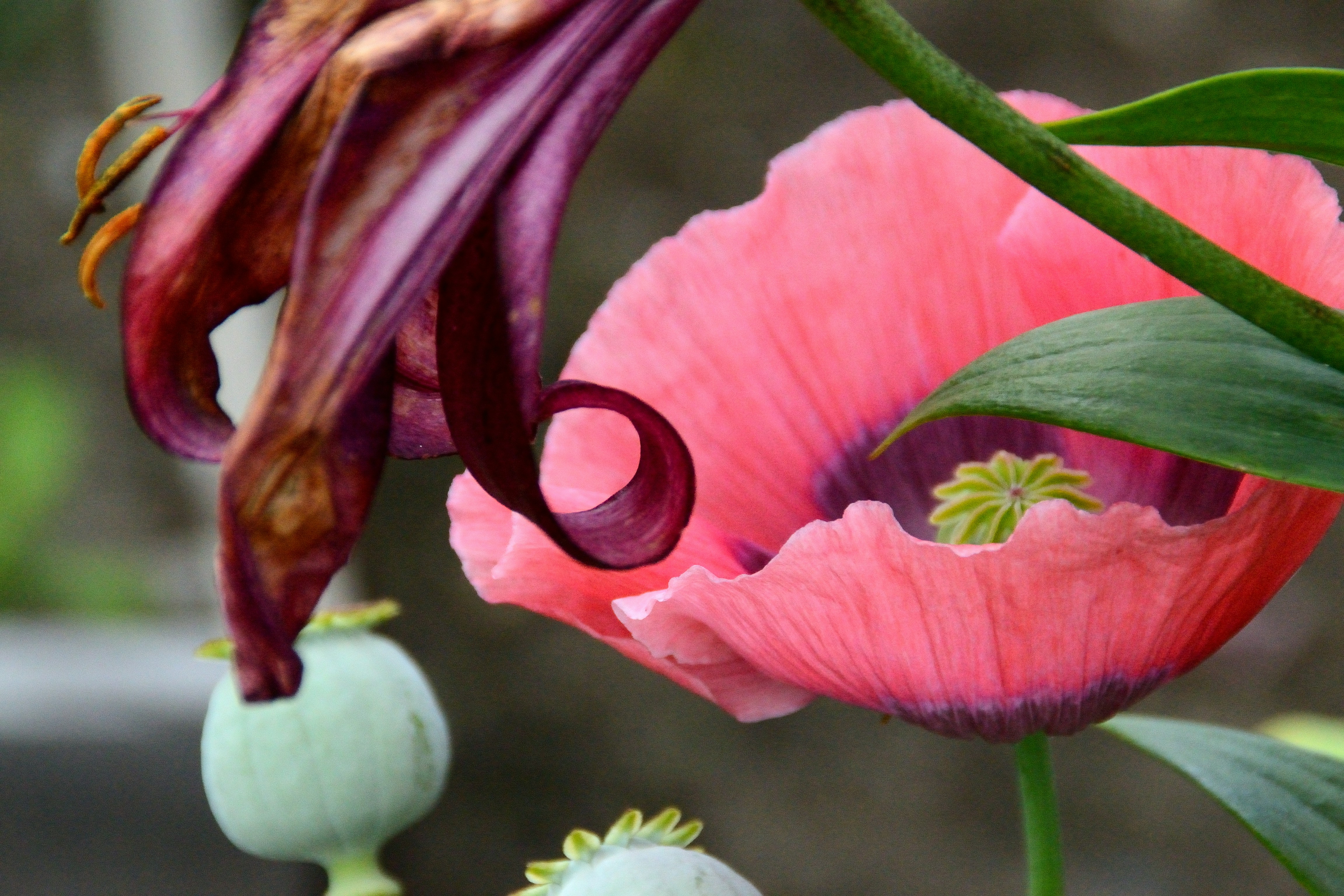Petaled Focus: Pink Hibiscus with Curving Maroon Tendrils
