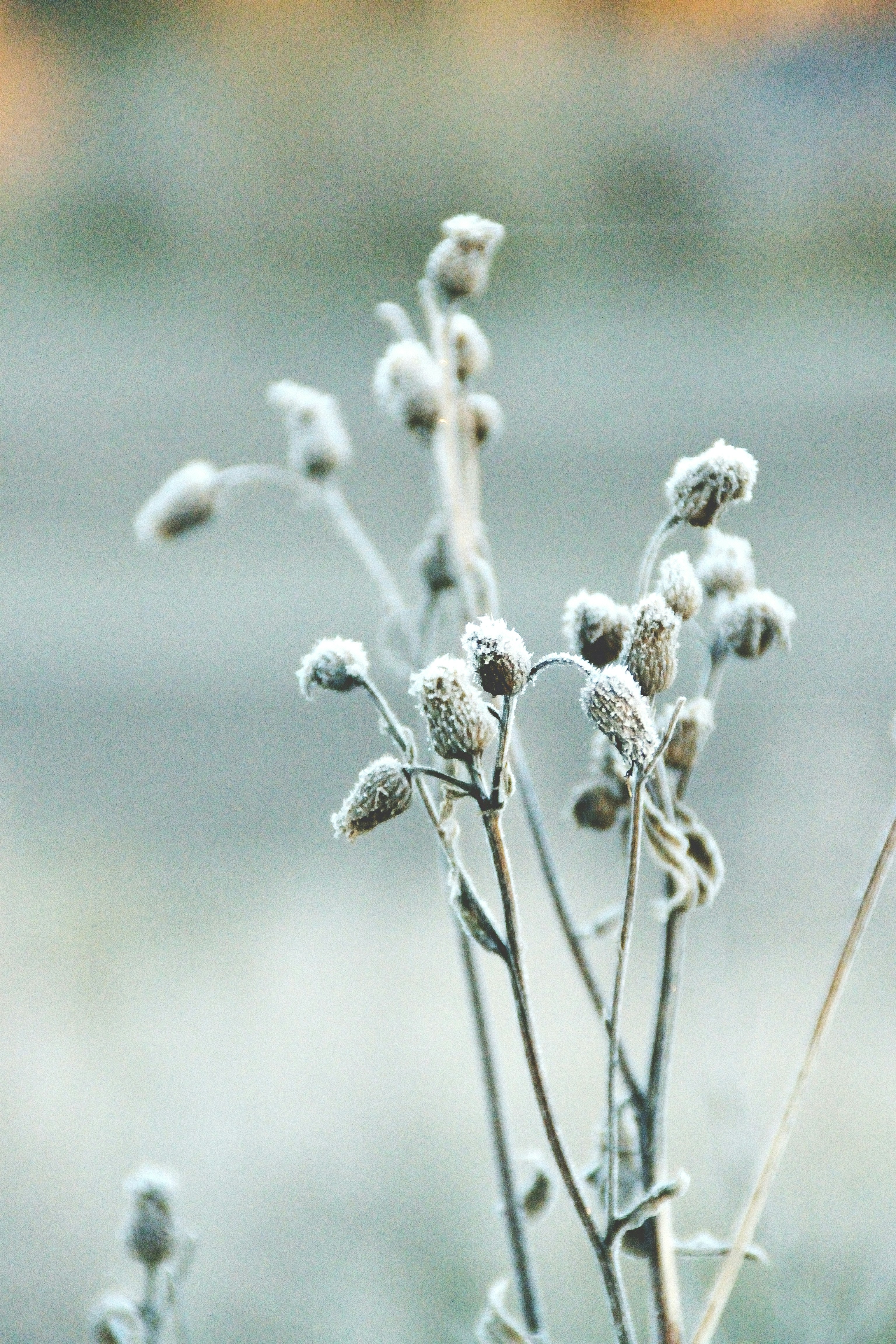 Frosted Heads in a Quiet Field