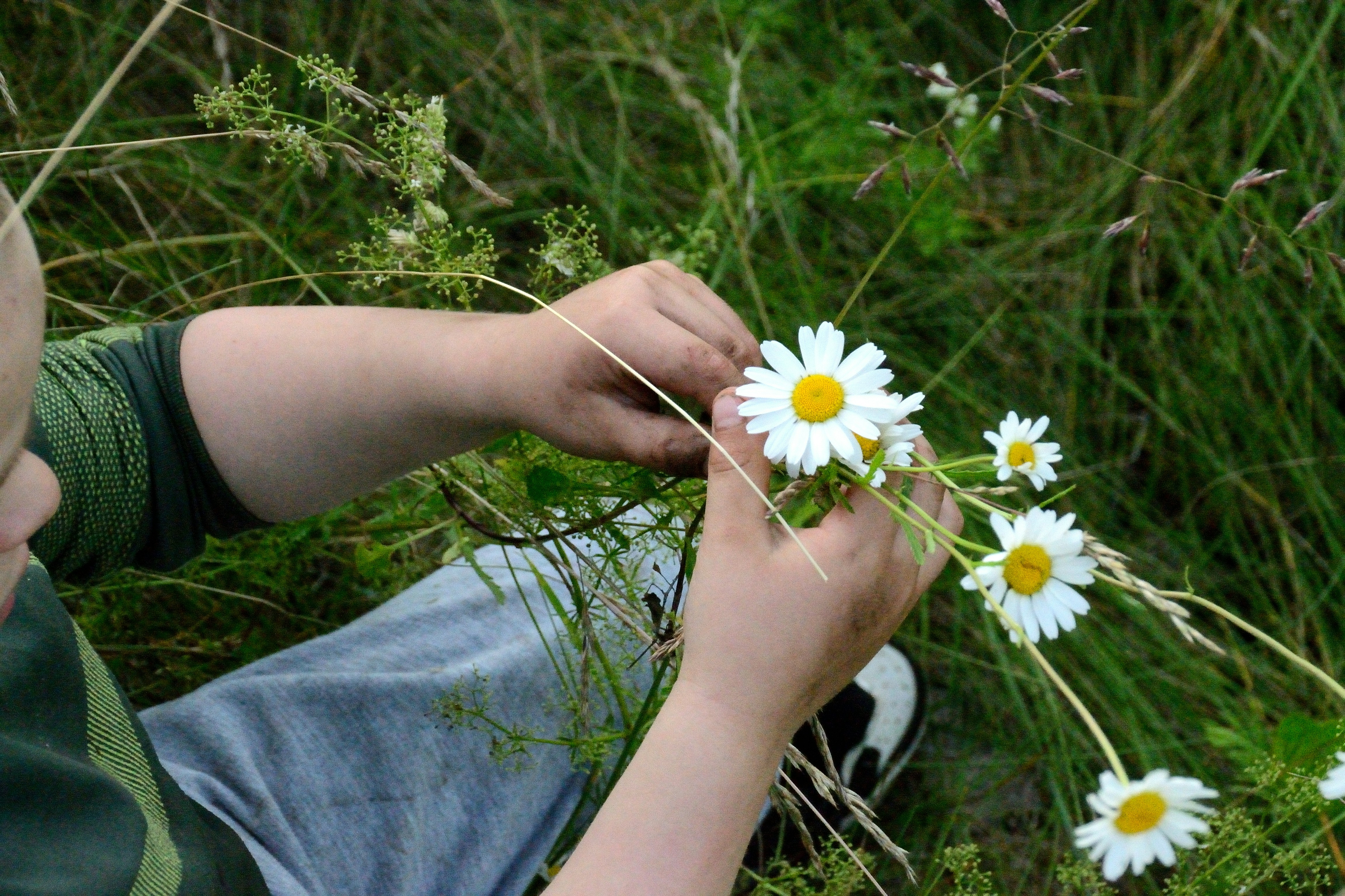 Hands in Field of Daisies: A Quiet Moment of Flower Picking