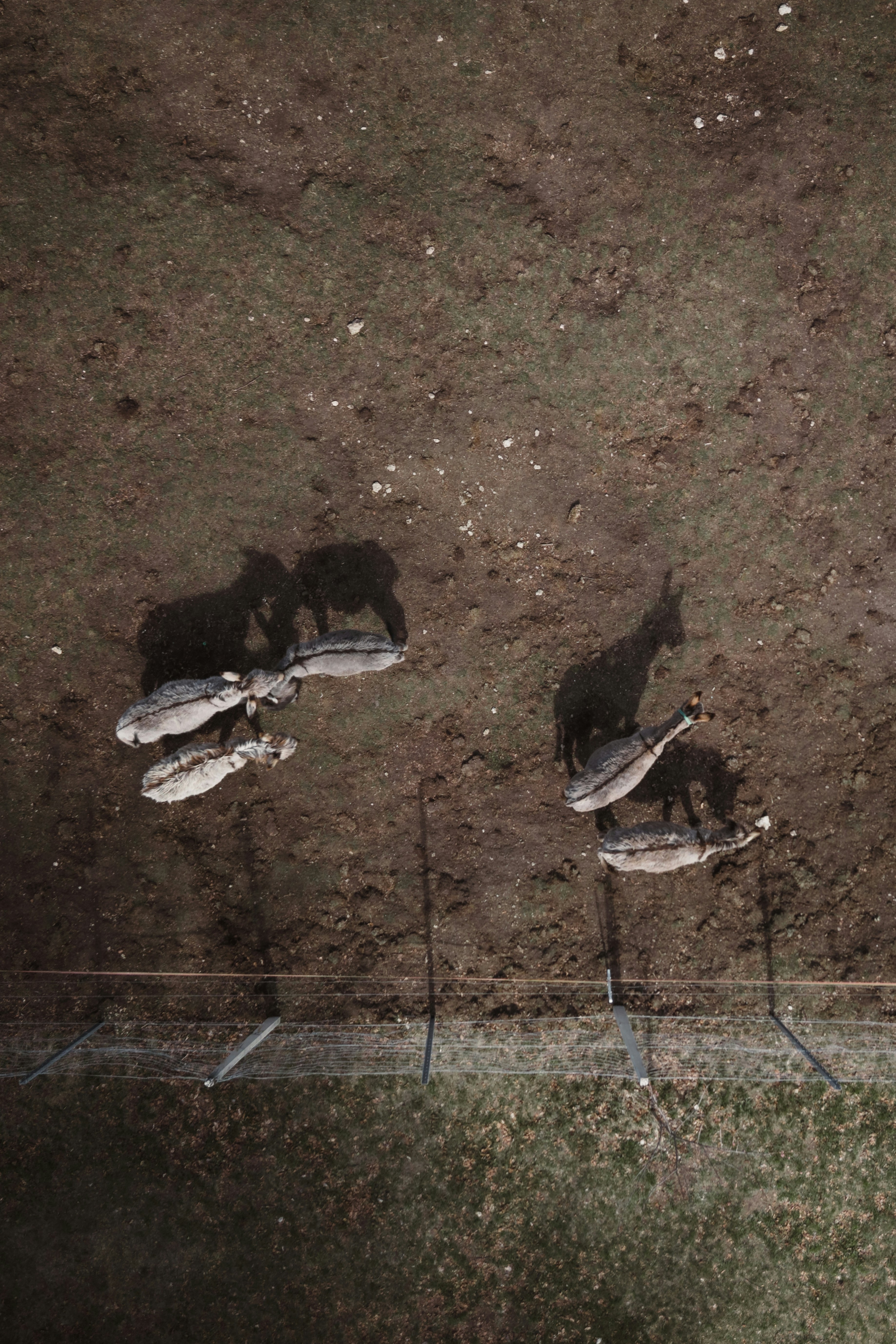Sheep in a Pen from Above: A Quiet Farmyard Frame