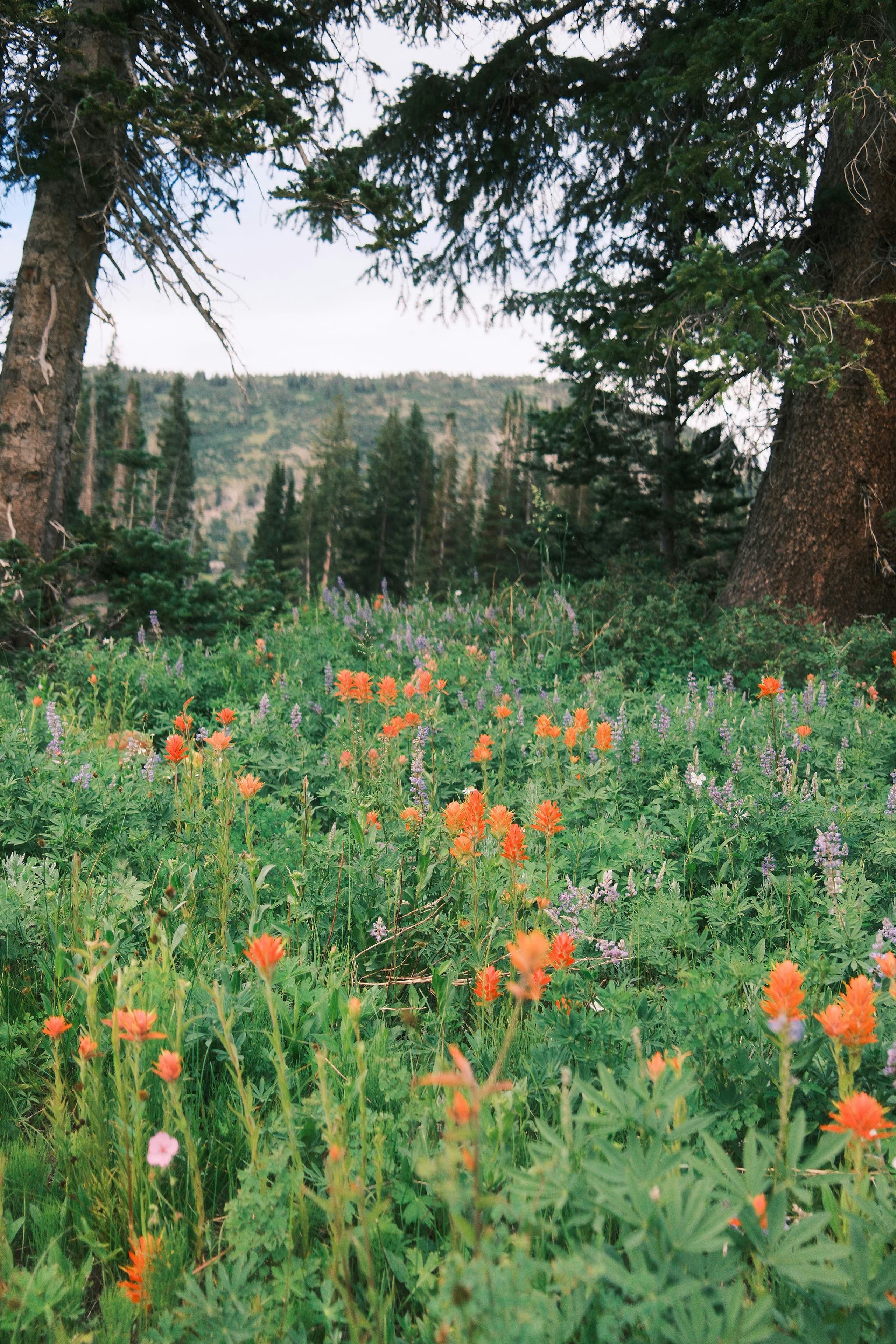 Wildflower Meadow Under Pine Canopy