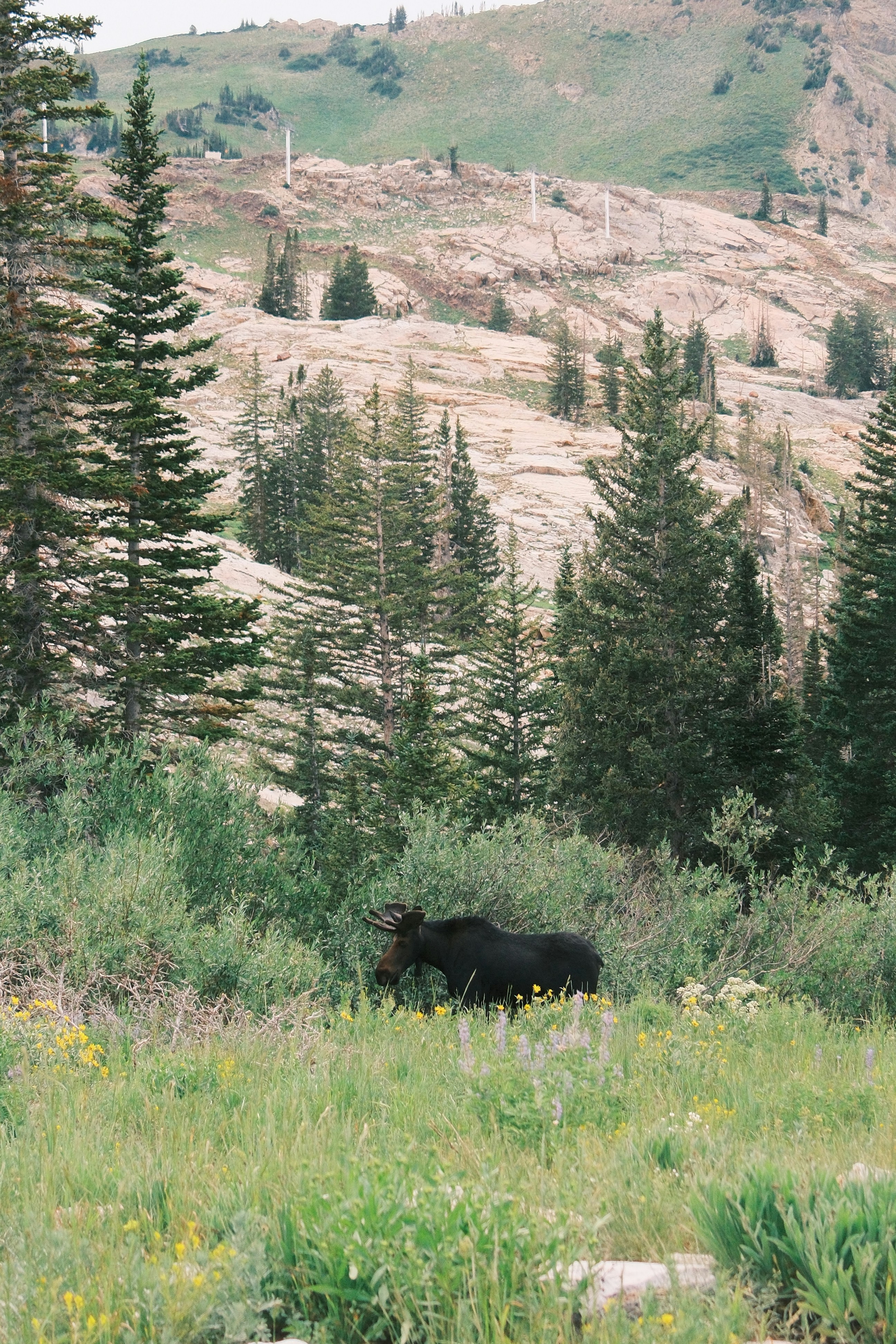 Black Bison in Alpine Meadow Under a Rugged Cliff