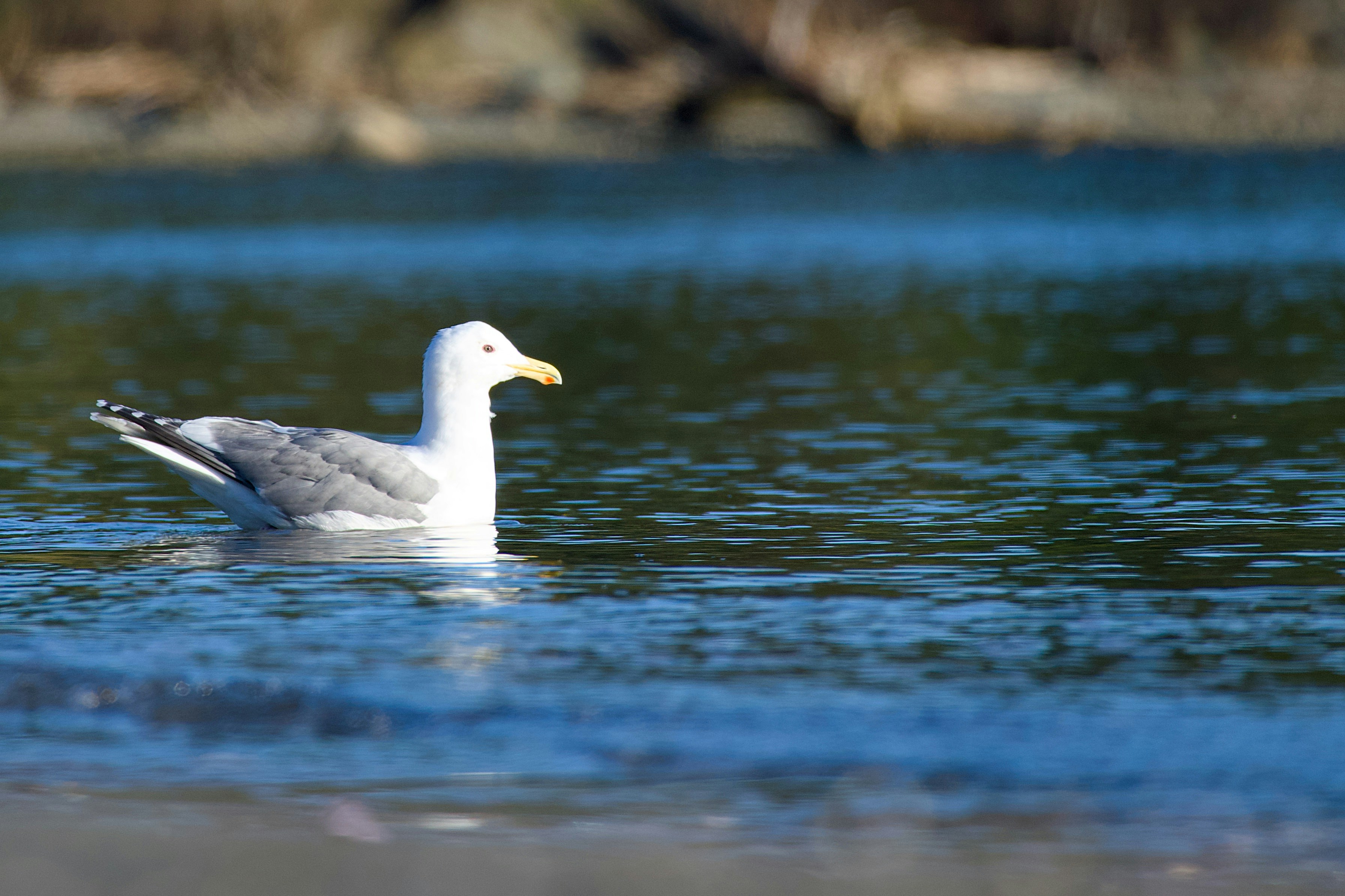 Lonely Gull Gliding Over Quiet River