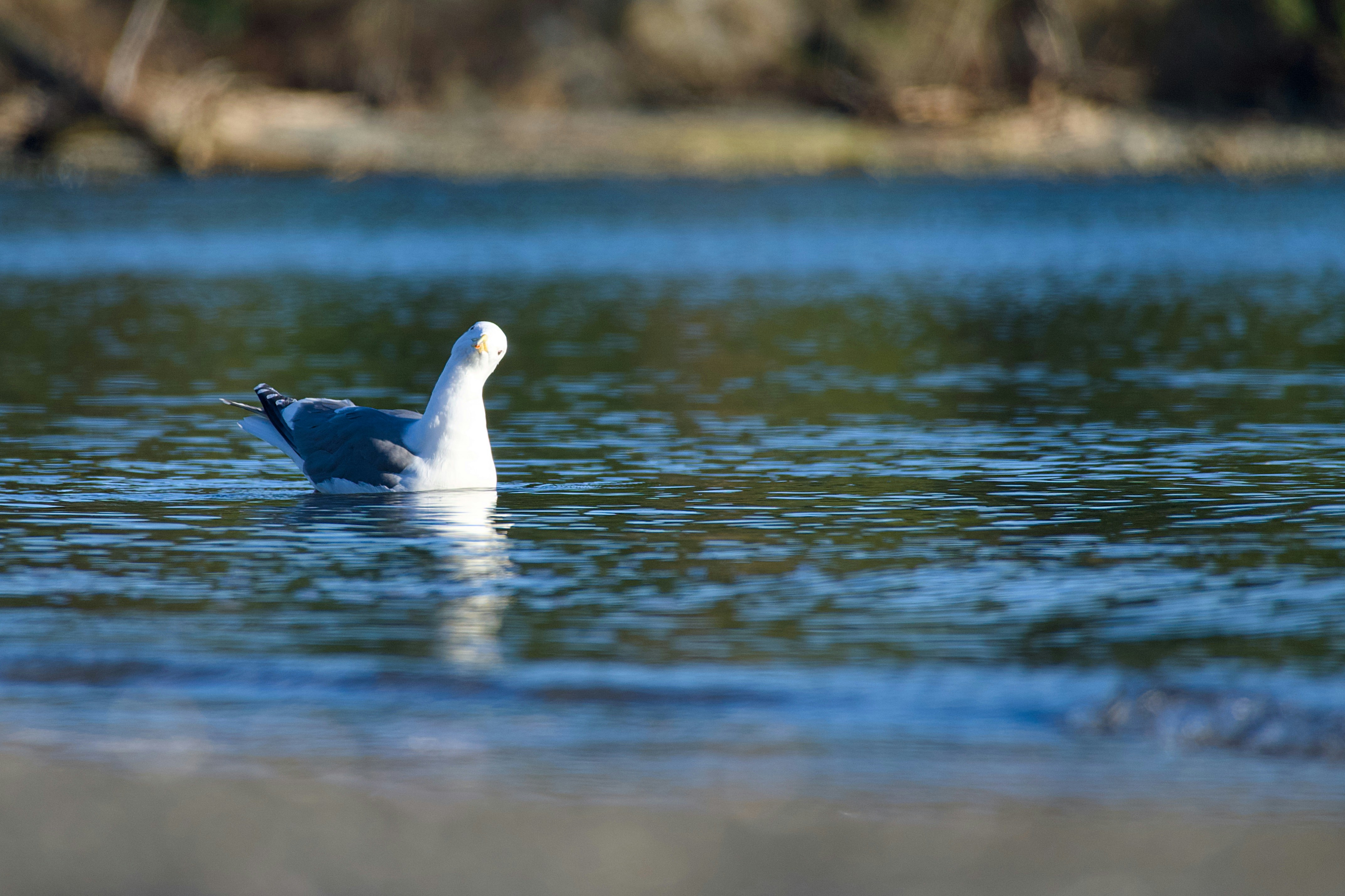 Isolated Seagull Sentinel Amid Blues and Ripples