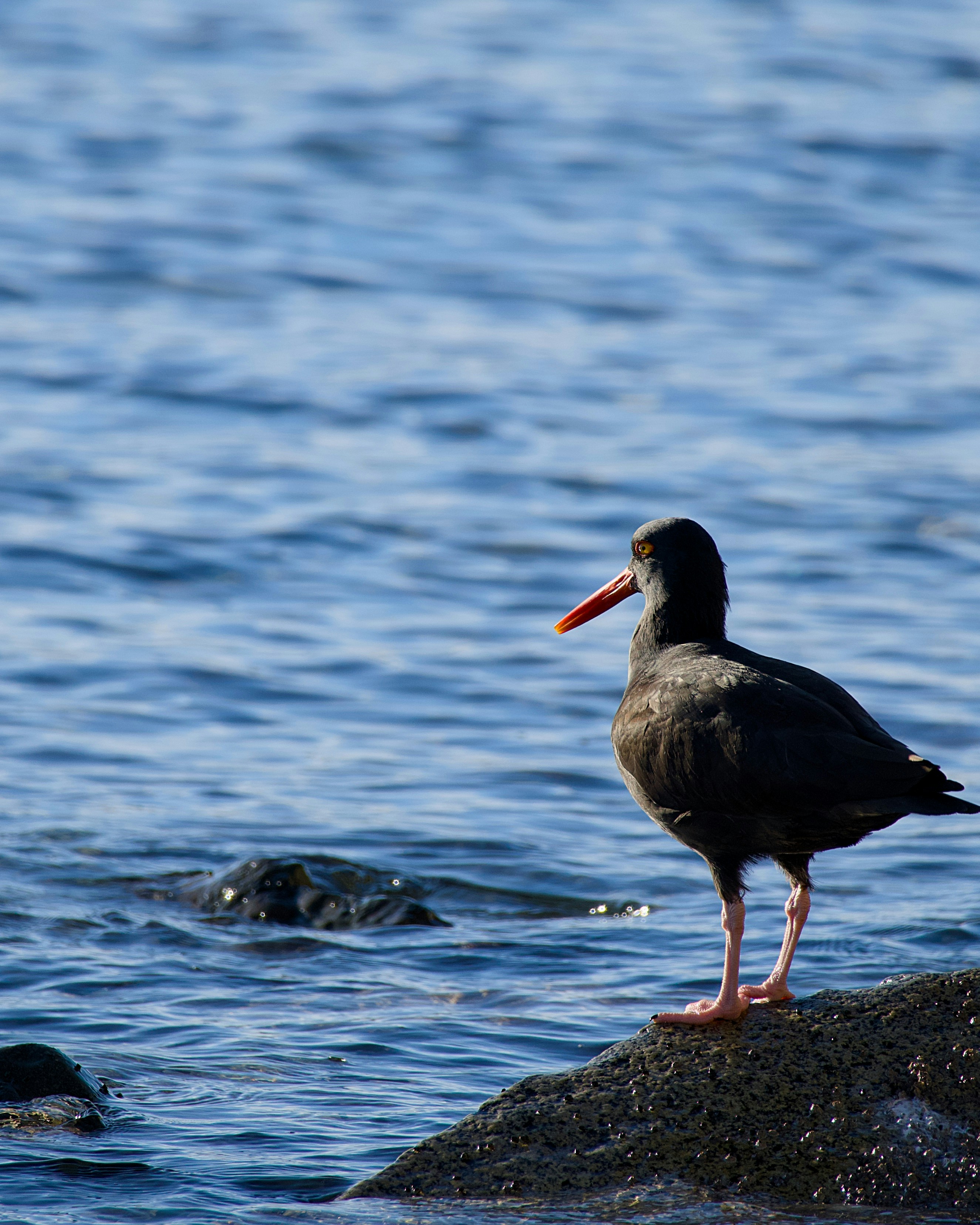 A black oystercatcher stands on a rocky shore with a bright red bill, surveying the blue ocean. The scene captures a solitary coastal moment against shimmering water, showcasing the bird's contrast and stance.