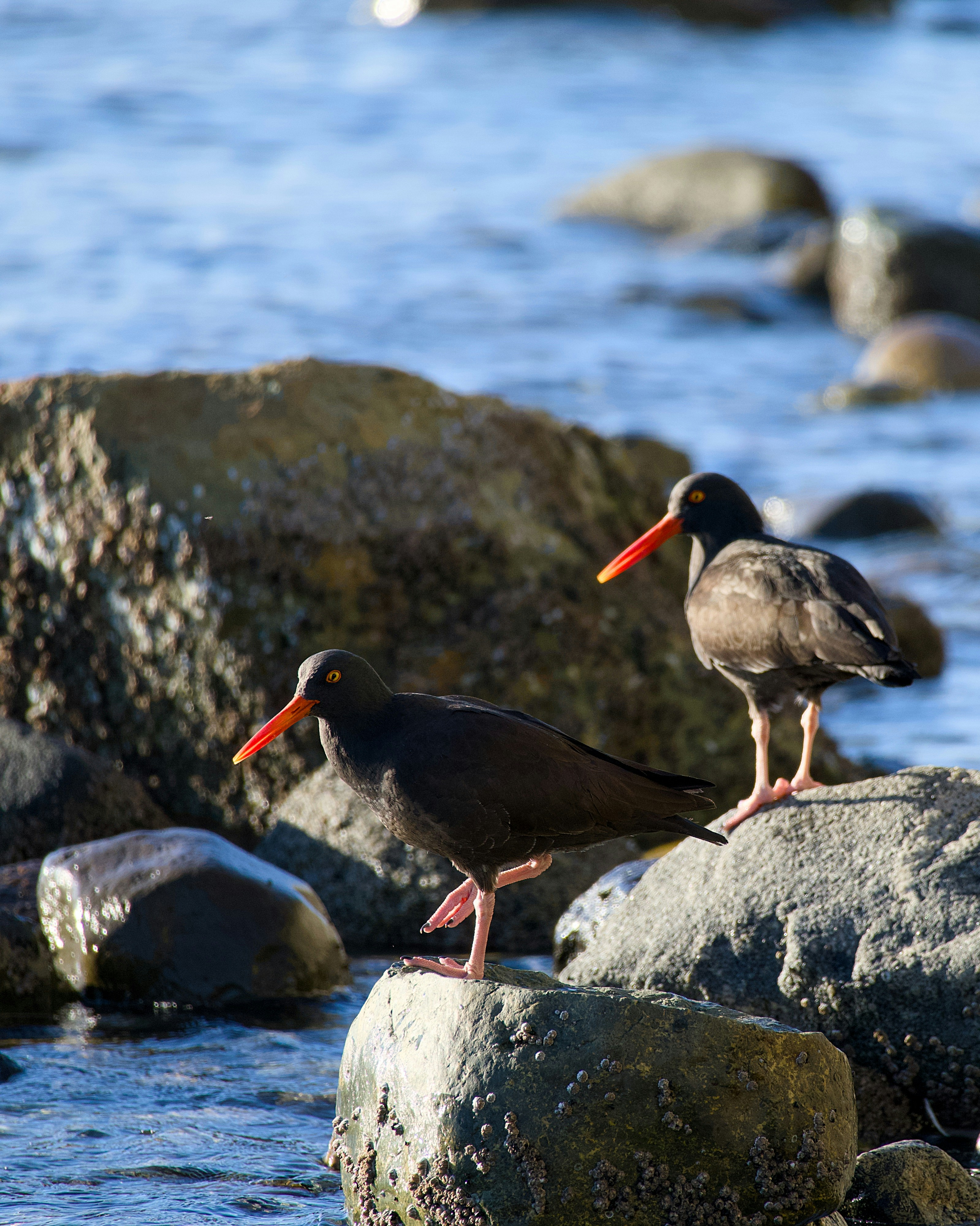 Red-Winged Coastal Stroll: Two Birds on the Tidal Rocks