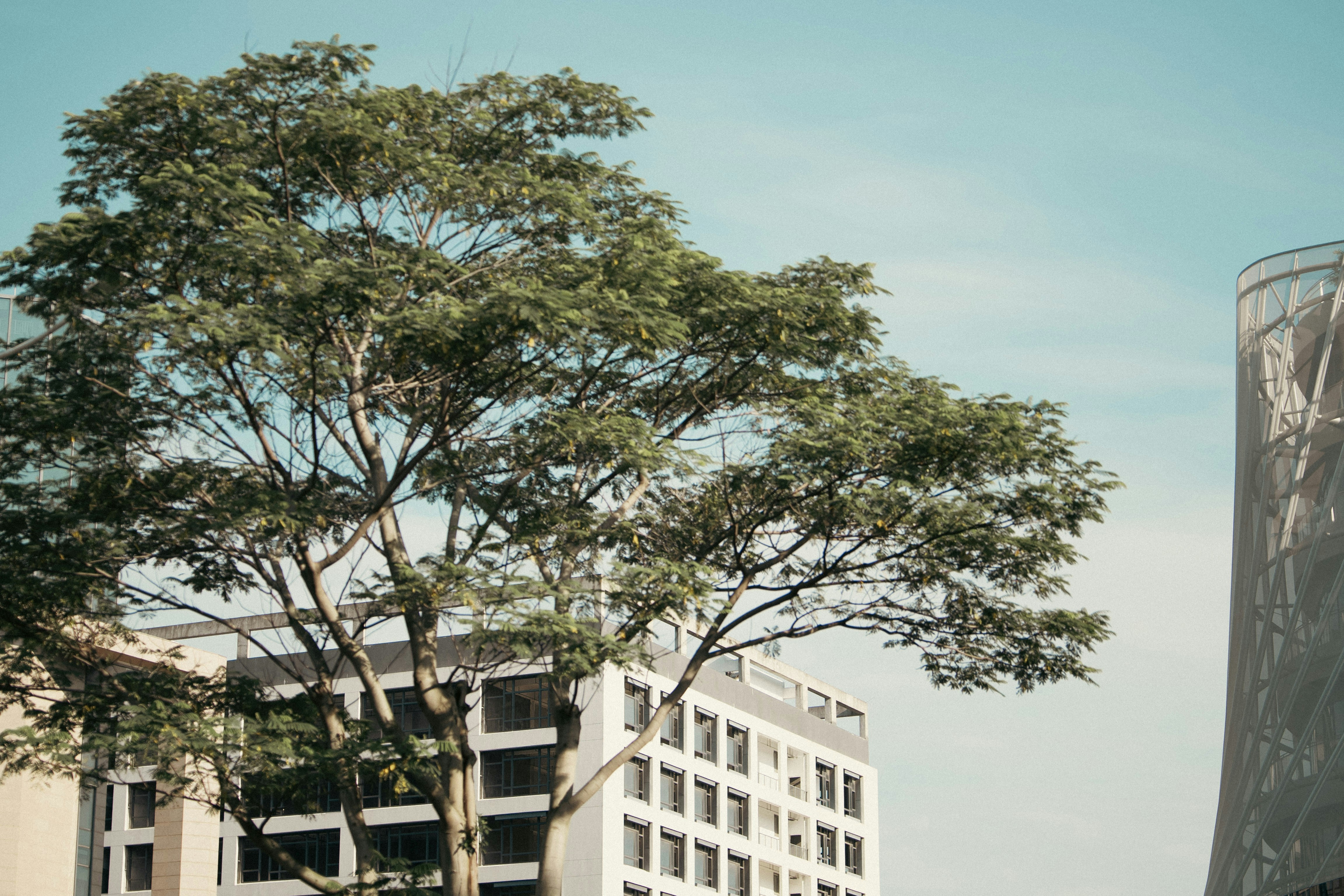 Urban Canopy: Sunlit Trees Over a Modern Campus