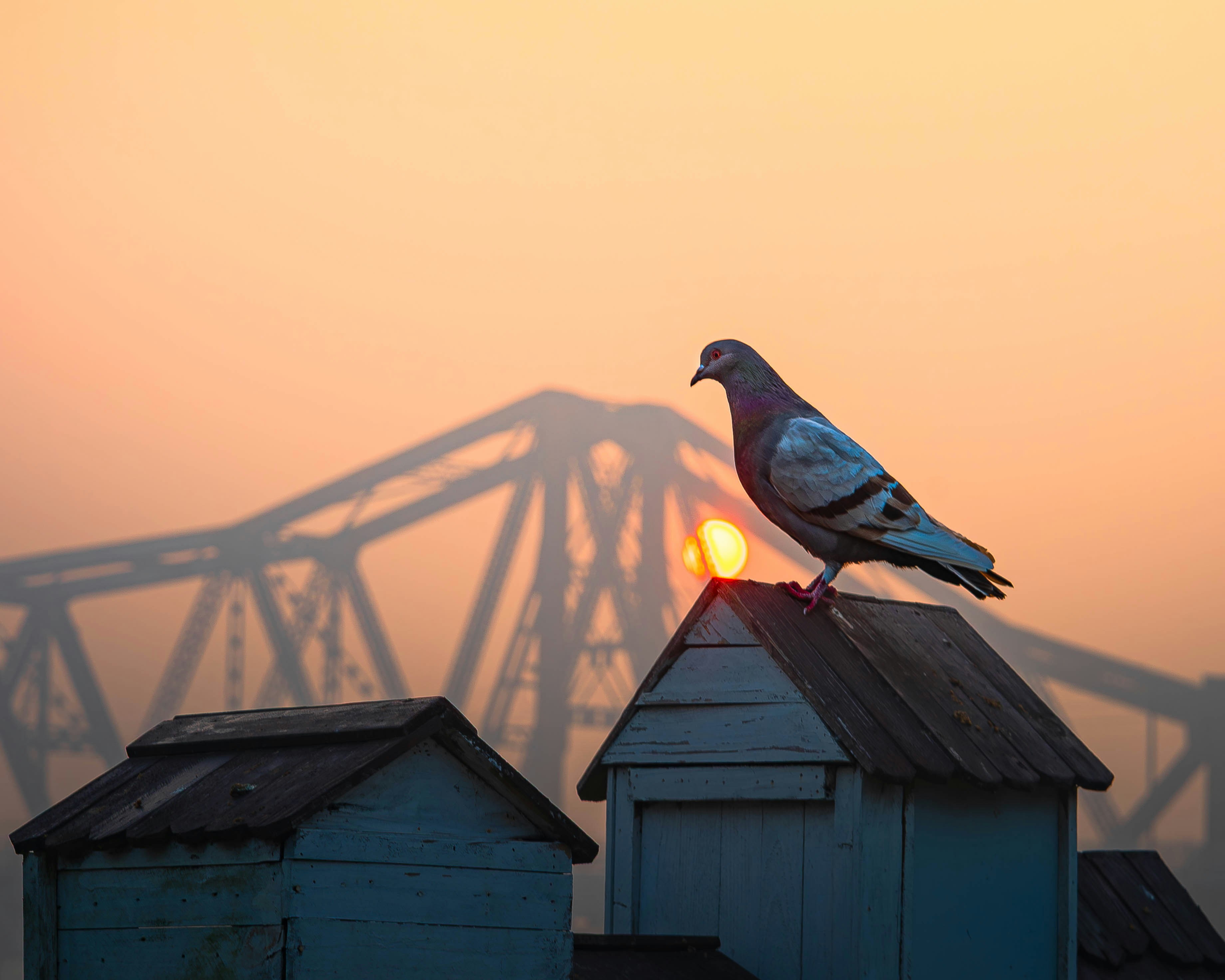 Sunset Sentinel: Pigeon on the Rooftop at Distant Bridge
