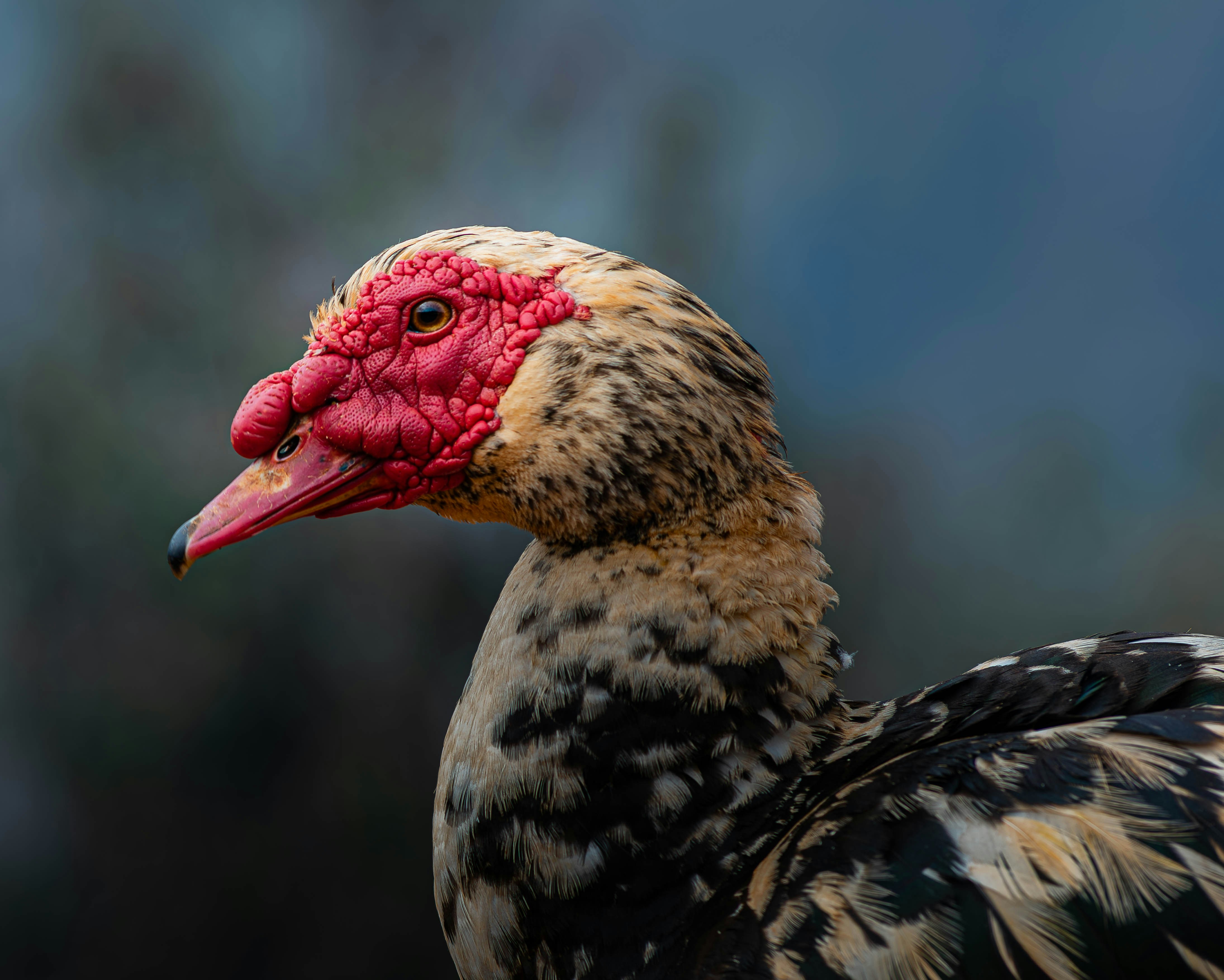 Red-Faced Duck in Quiet Focus
