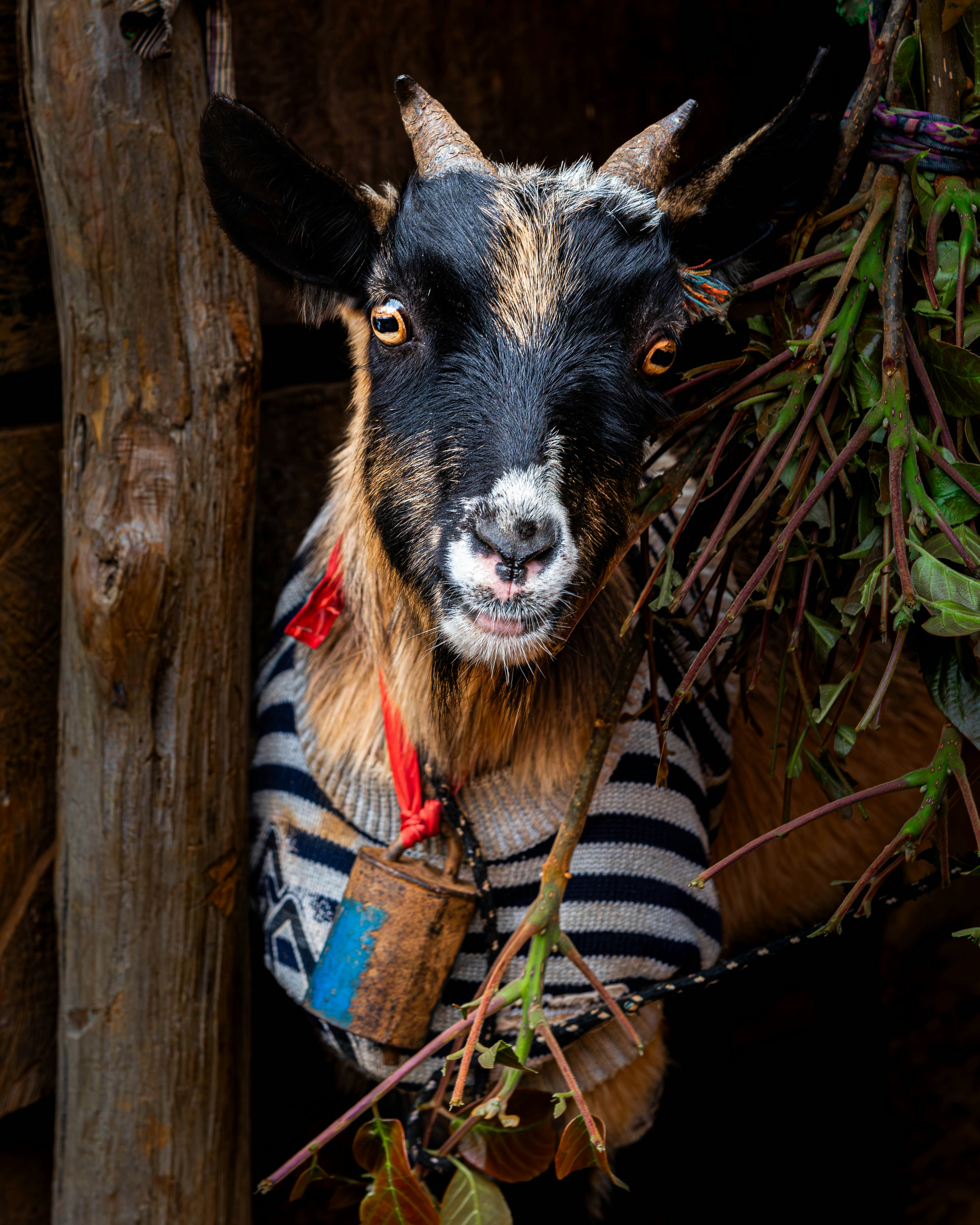 Goat in the Gap: a portrait between wood and leaves