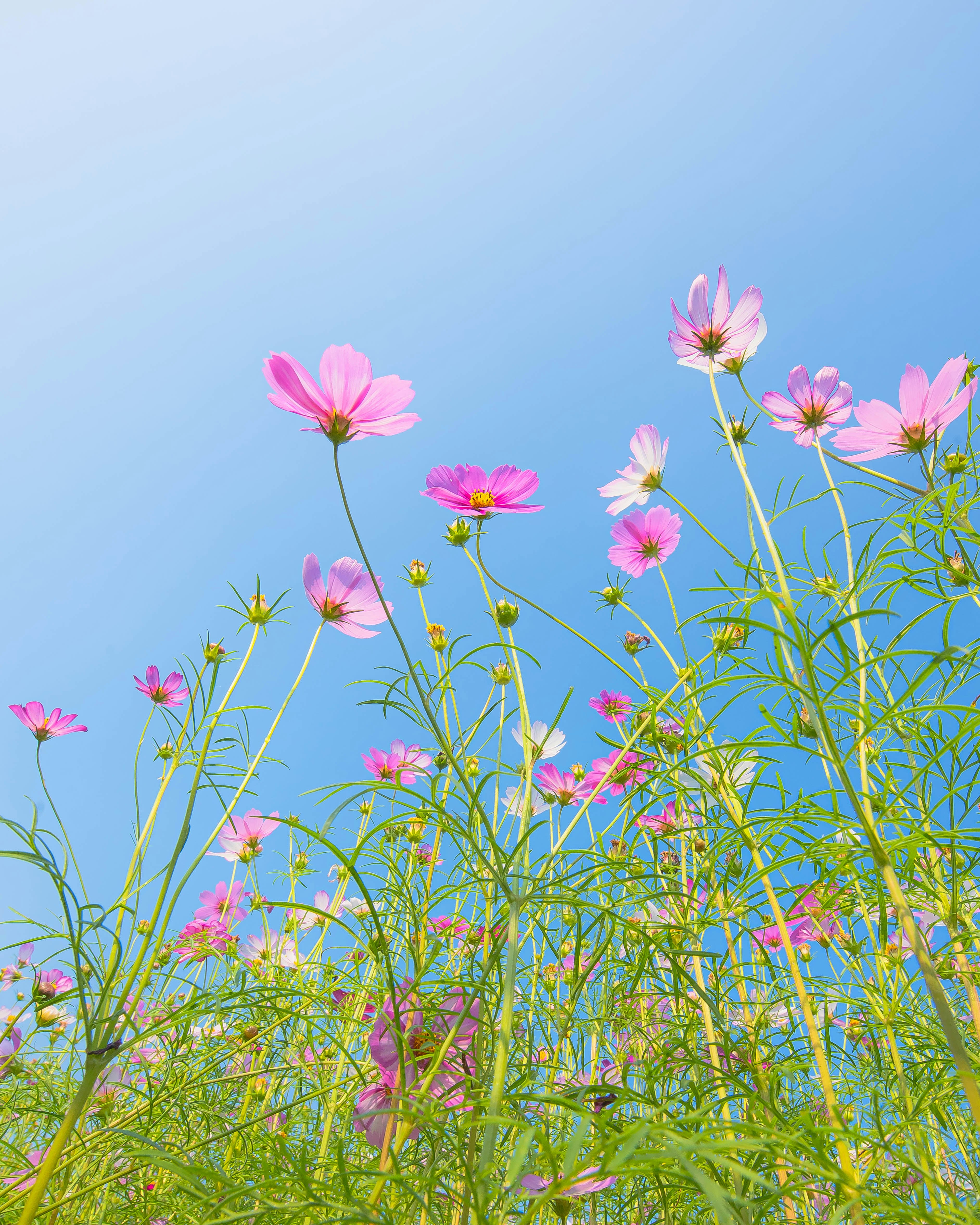 Pink Cosmos Reach Toward a Clear Sky