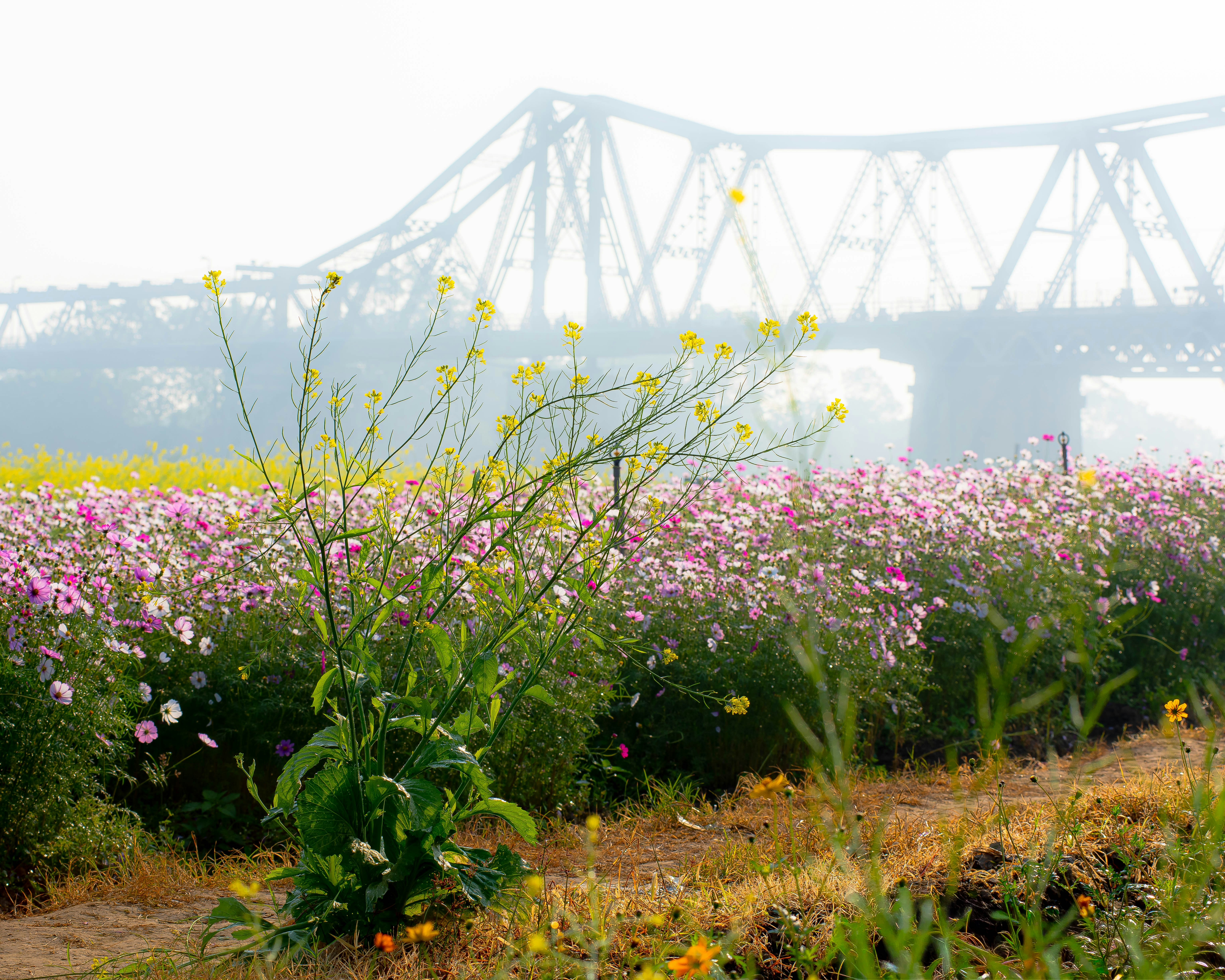 Sunlit Field of Picotee Blooms Framing a Distant Bridge