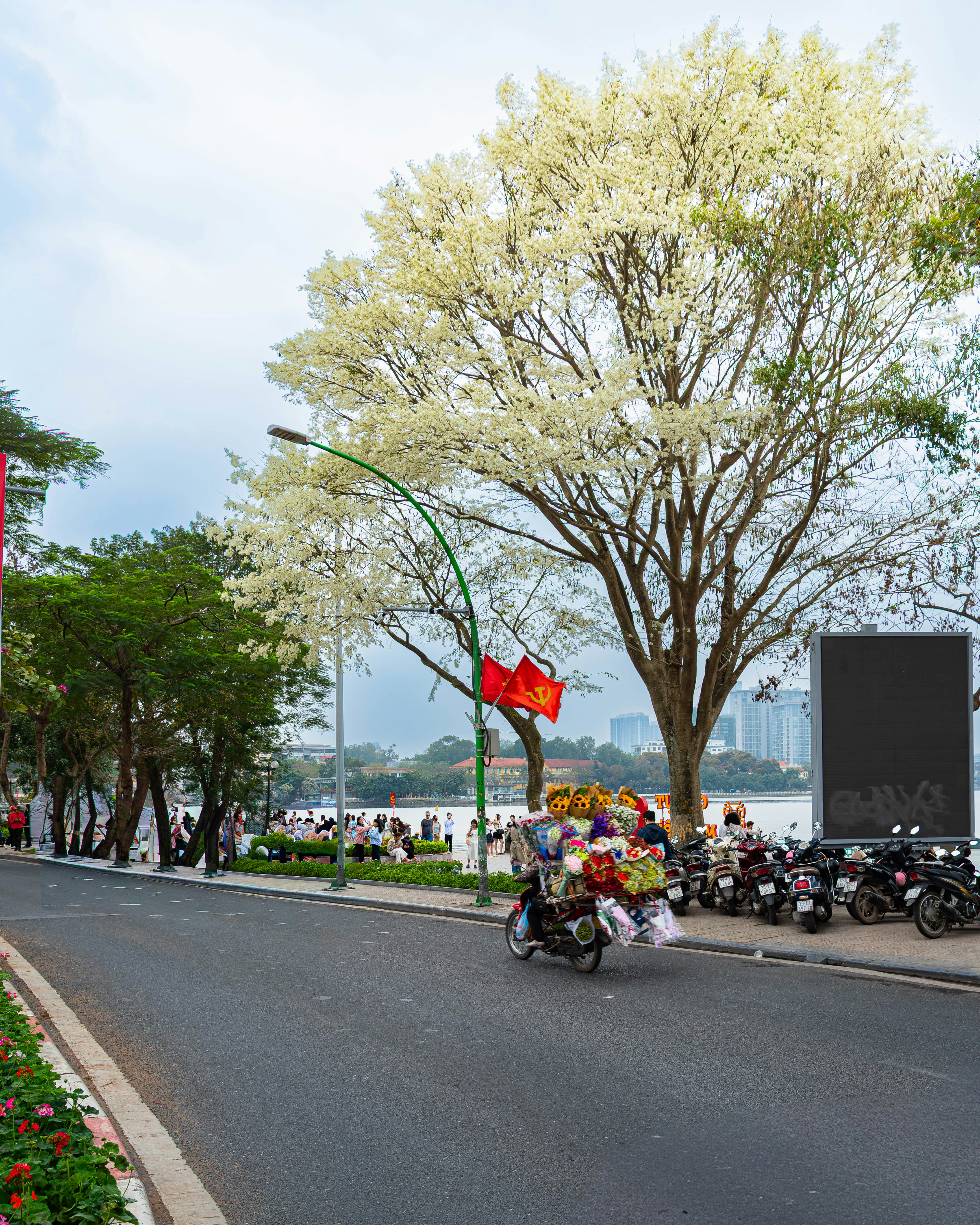 Boulevard Bloom: A Street Scene Beneath a Blossoming Canopy