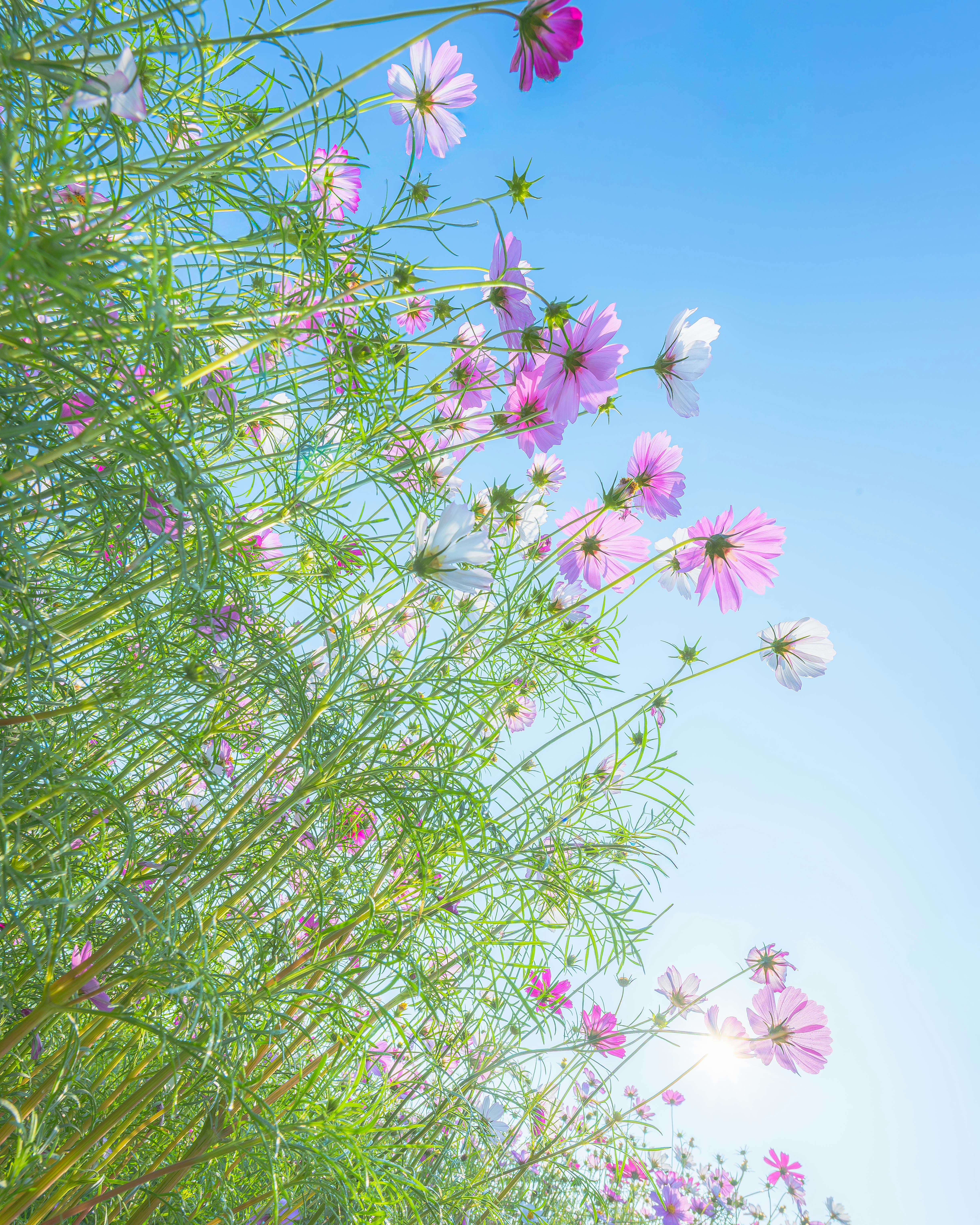 Sunlit Cosmos: Delicate Cosmos Blooms Against a Clear Sky