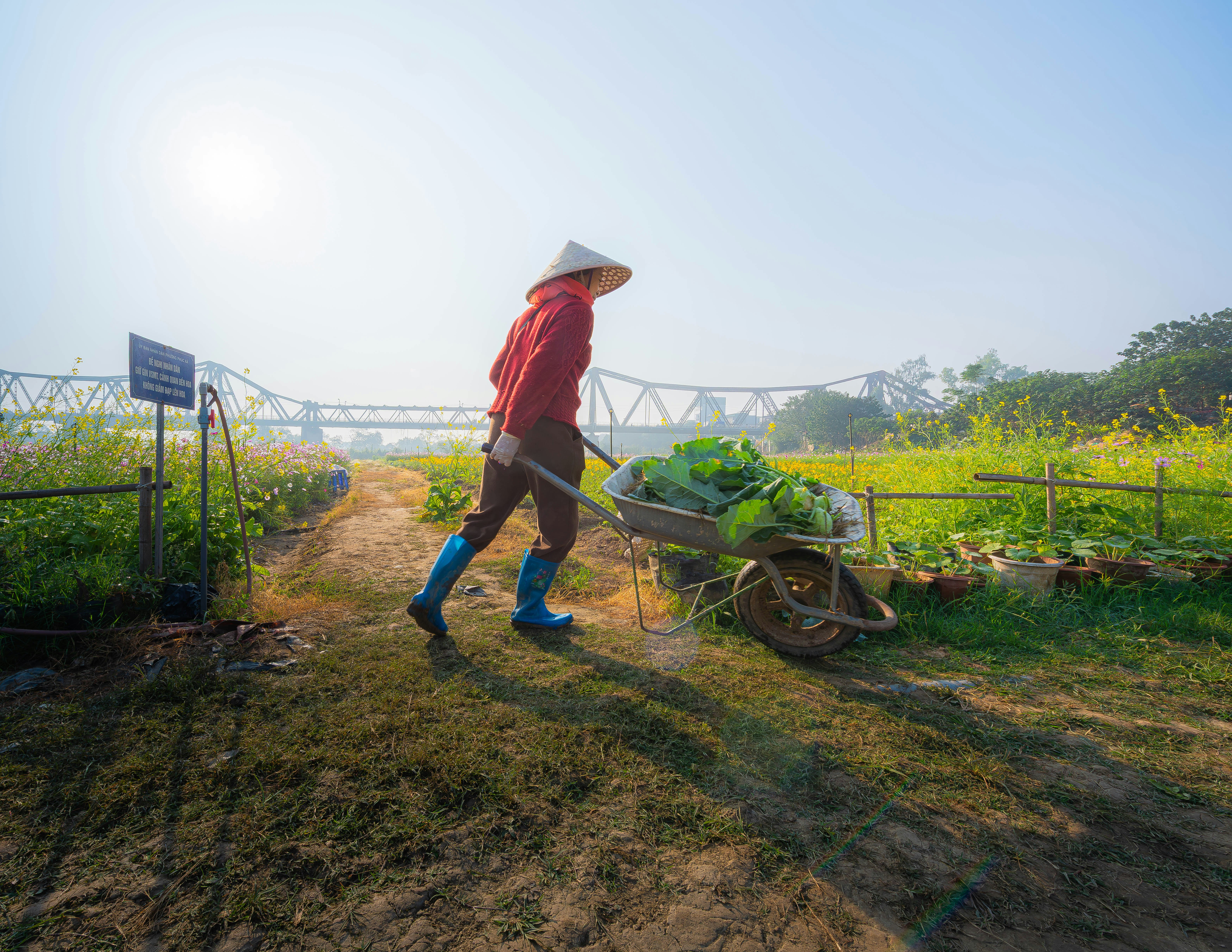 Wheelbarrow bearer in a sunlit garden path