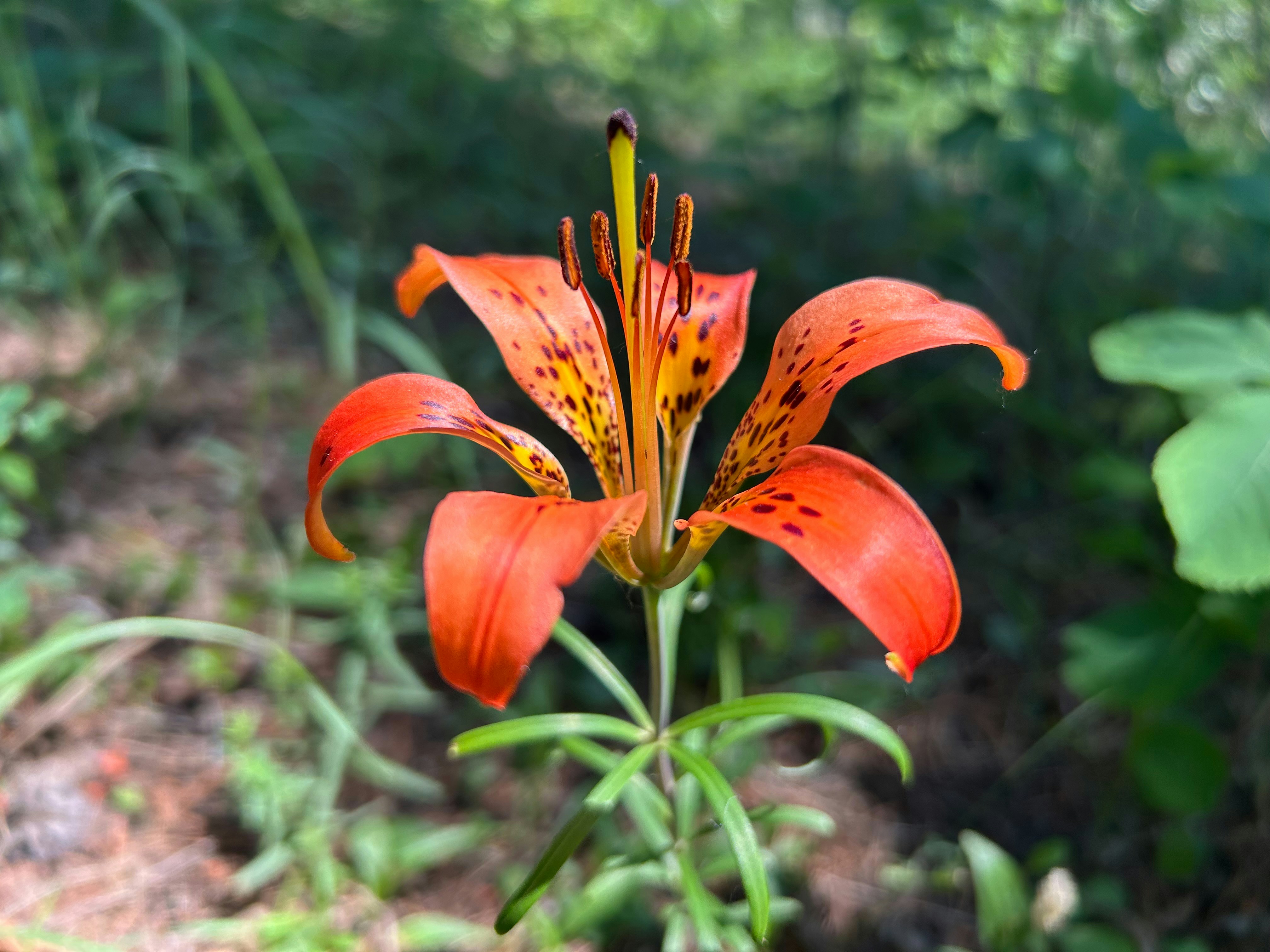 Crimson Lily in Focus: A Close-Up of Orange Petals and Stamen