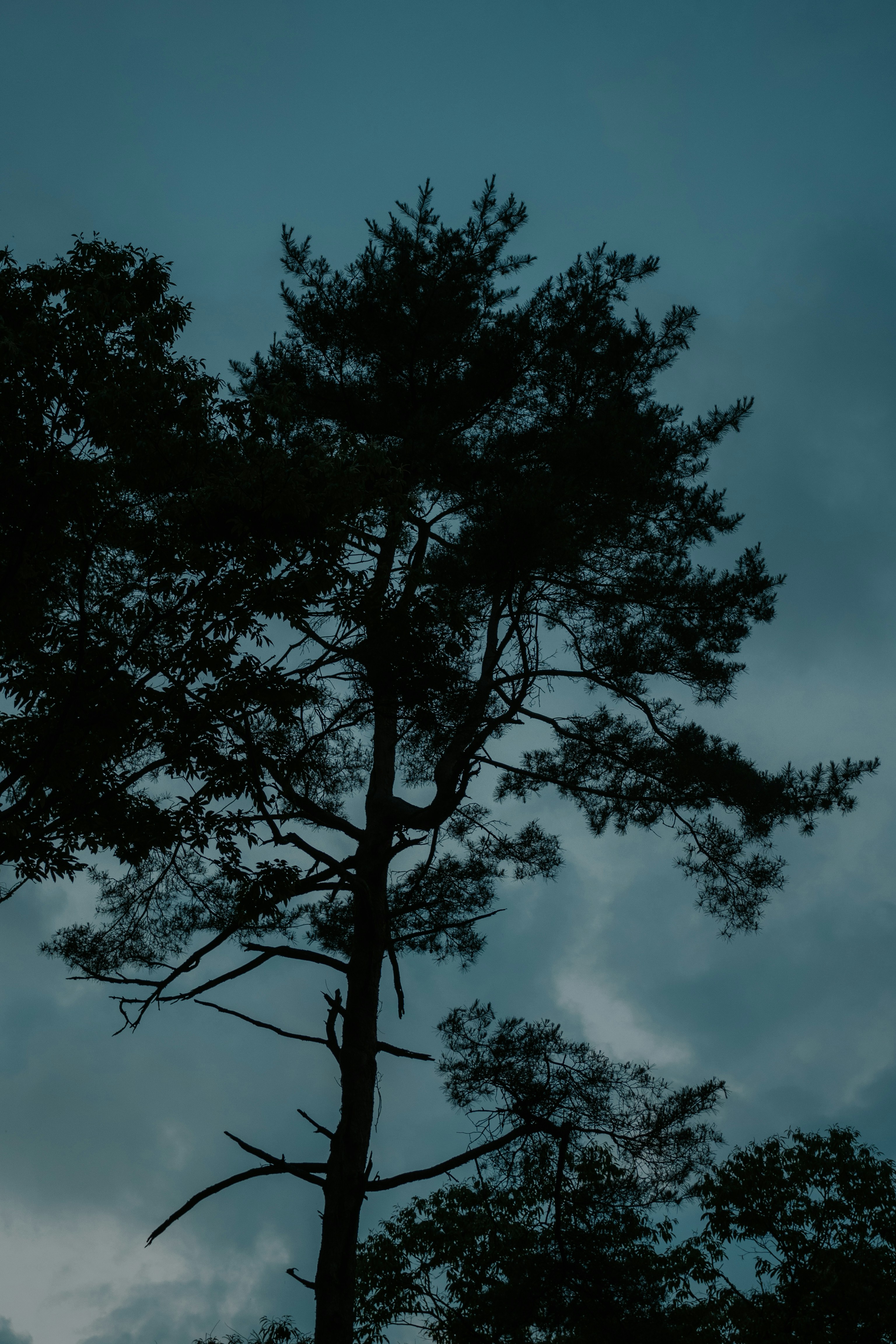Silhouette Sentinel: A Lone Pine Reaches Toward Evening Sky
