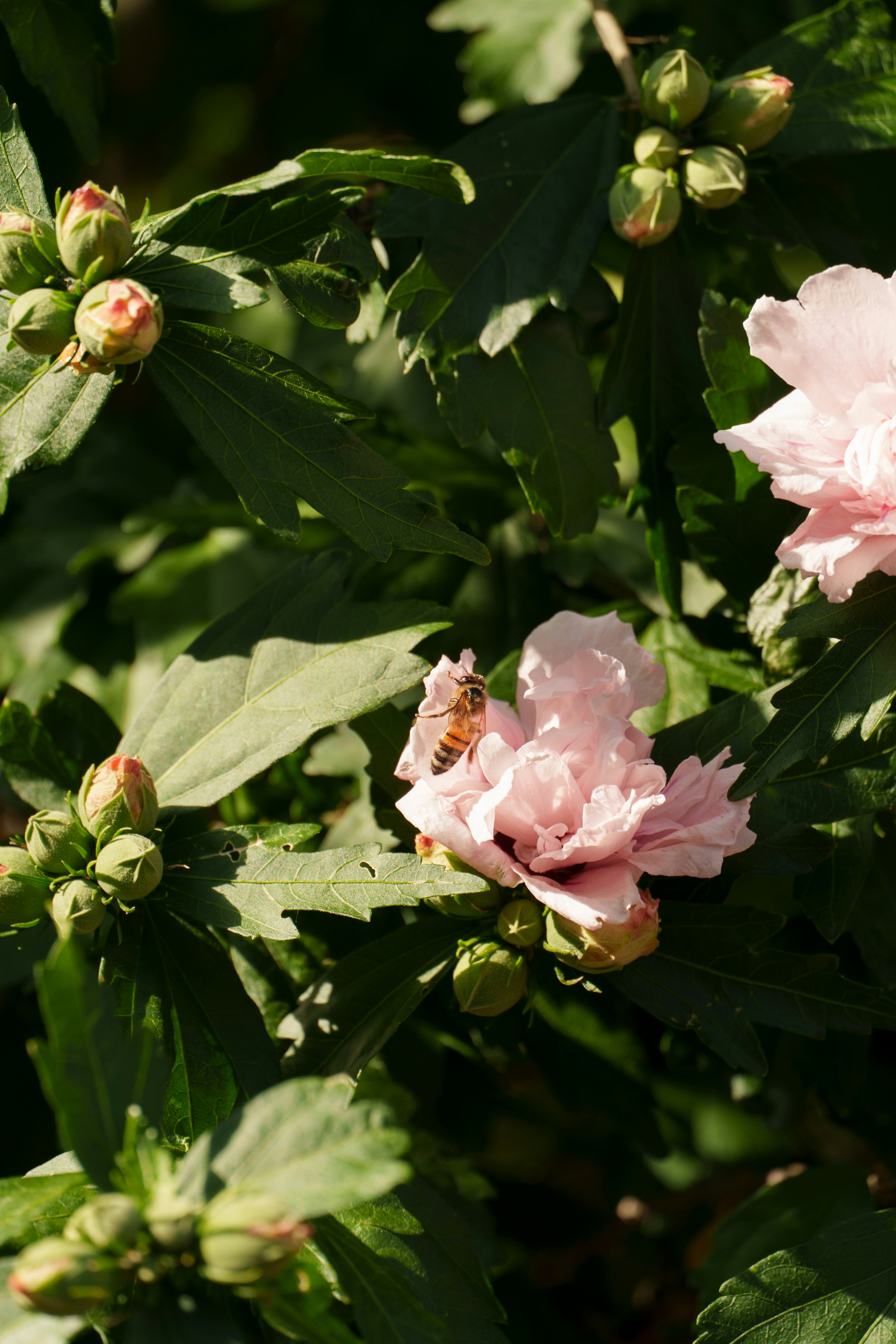 Bee on a Pink Petal: Quiet Burst of Spring in the Camellia Patch