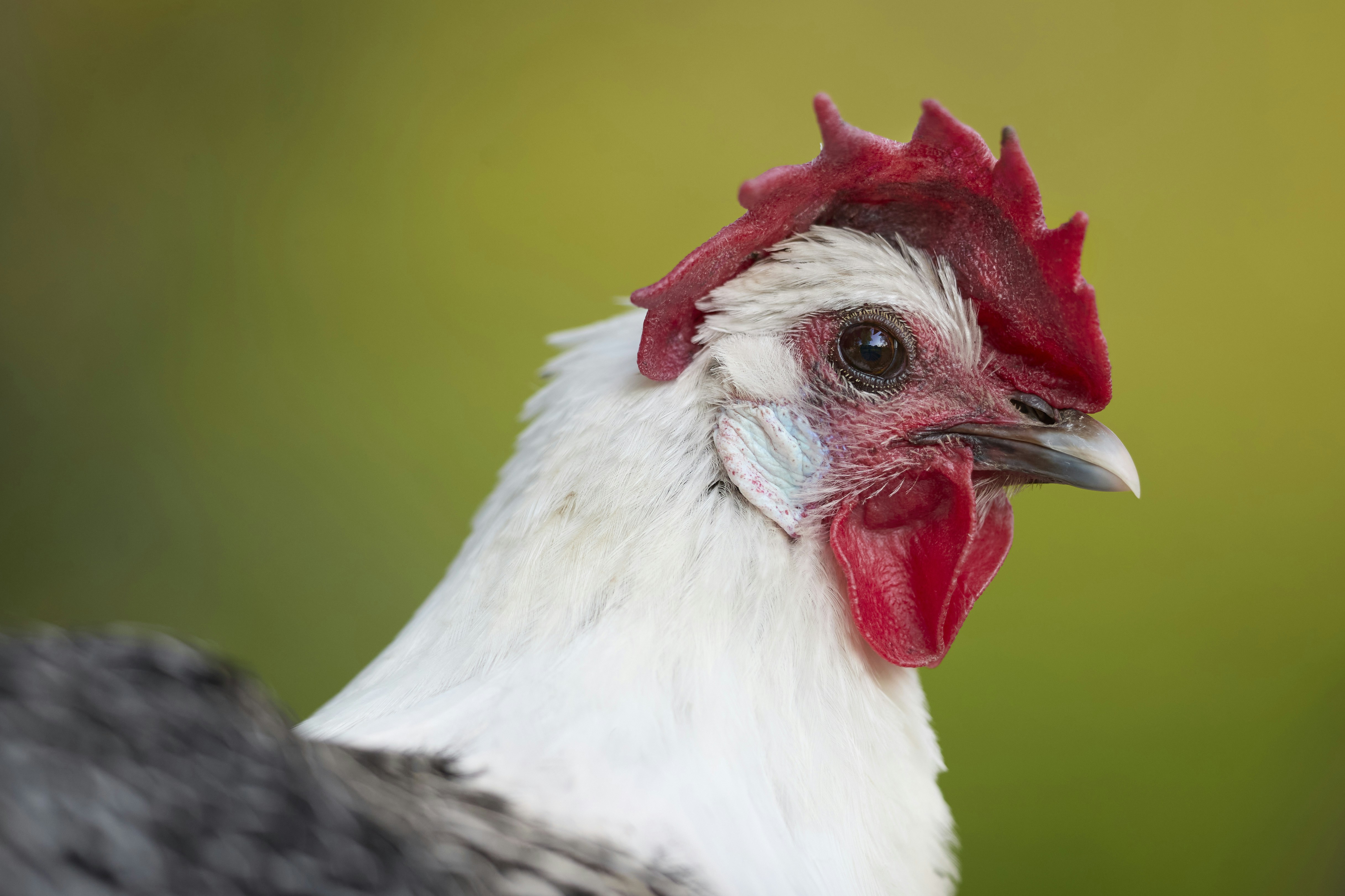 Close-up of a white-feathered rooster with a bright red comb against a muted green background; the shot emphasizes the head and eye with shallow depth-of-field.
