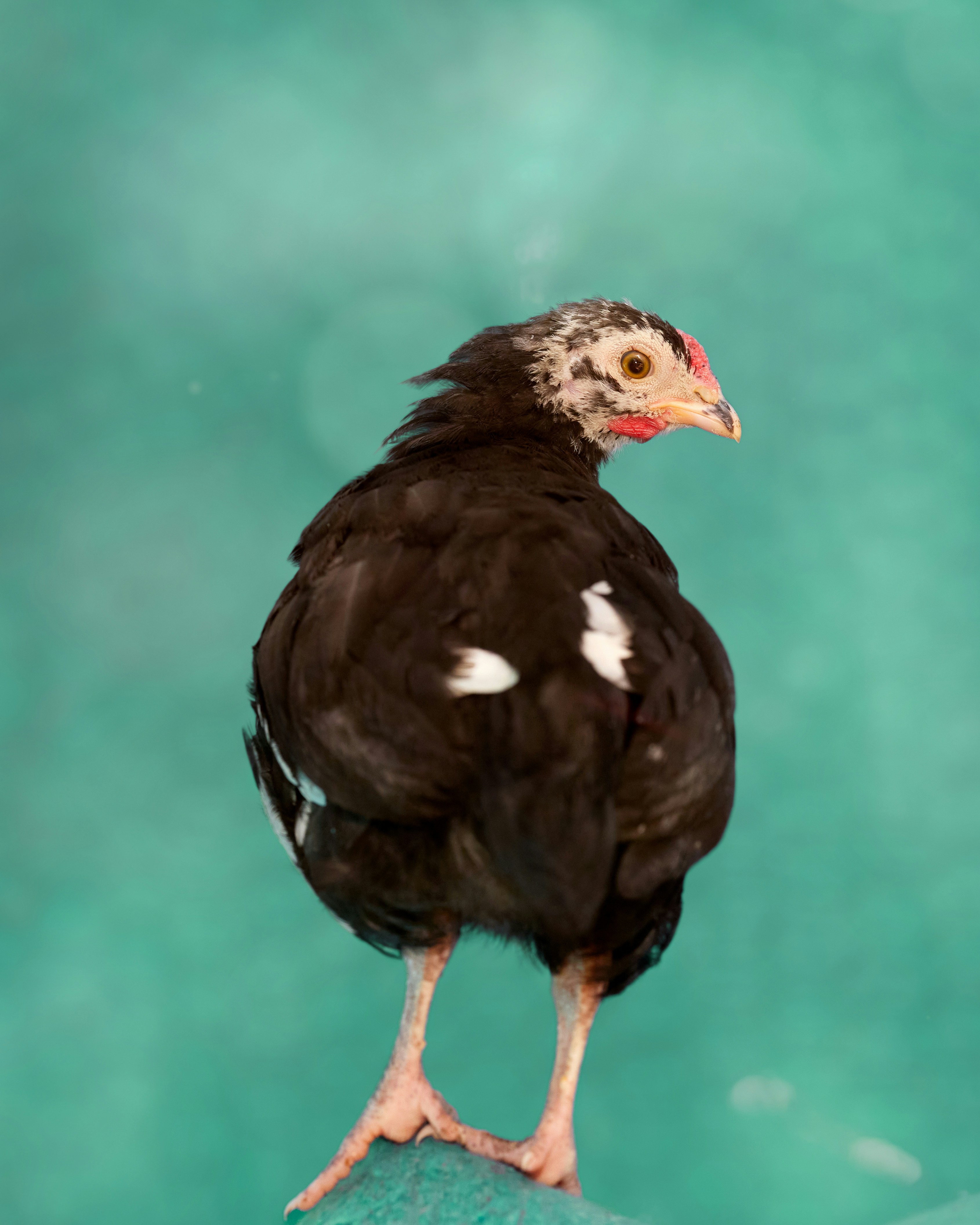 Bewitched by the Green Backdrop: A Bold Black Gullcoop Cock