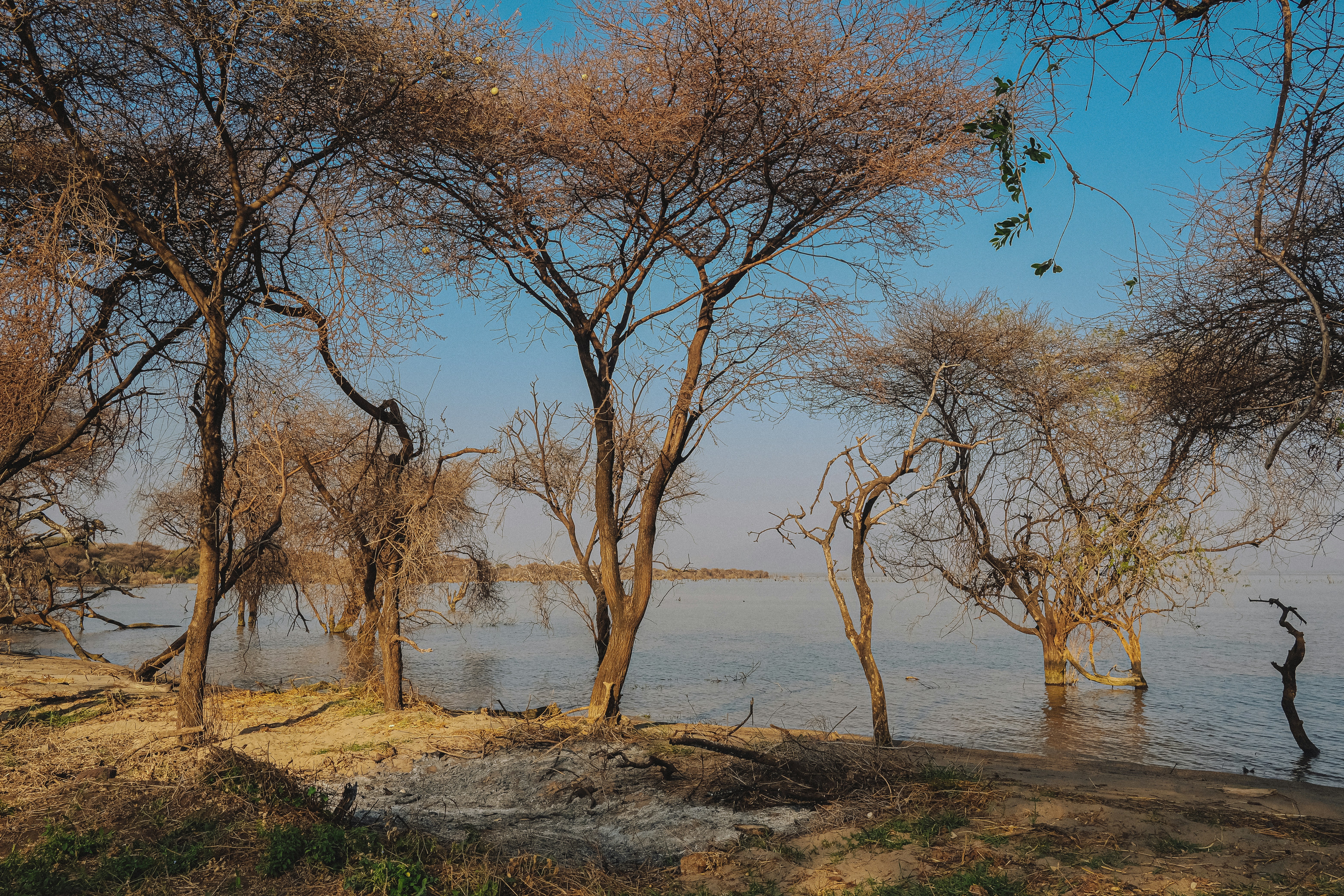 Lacustrine Trees at Dusk: A Quiet Riverside Edge
