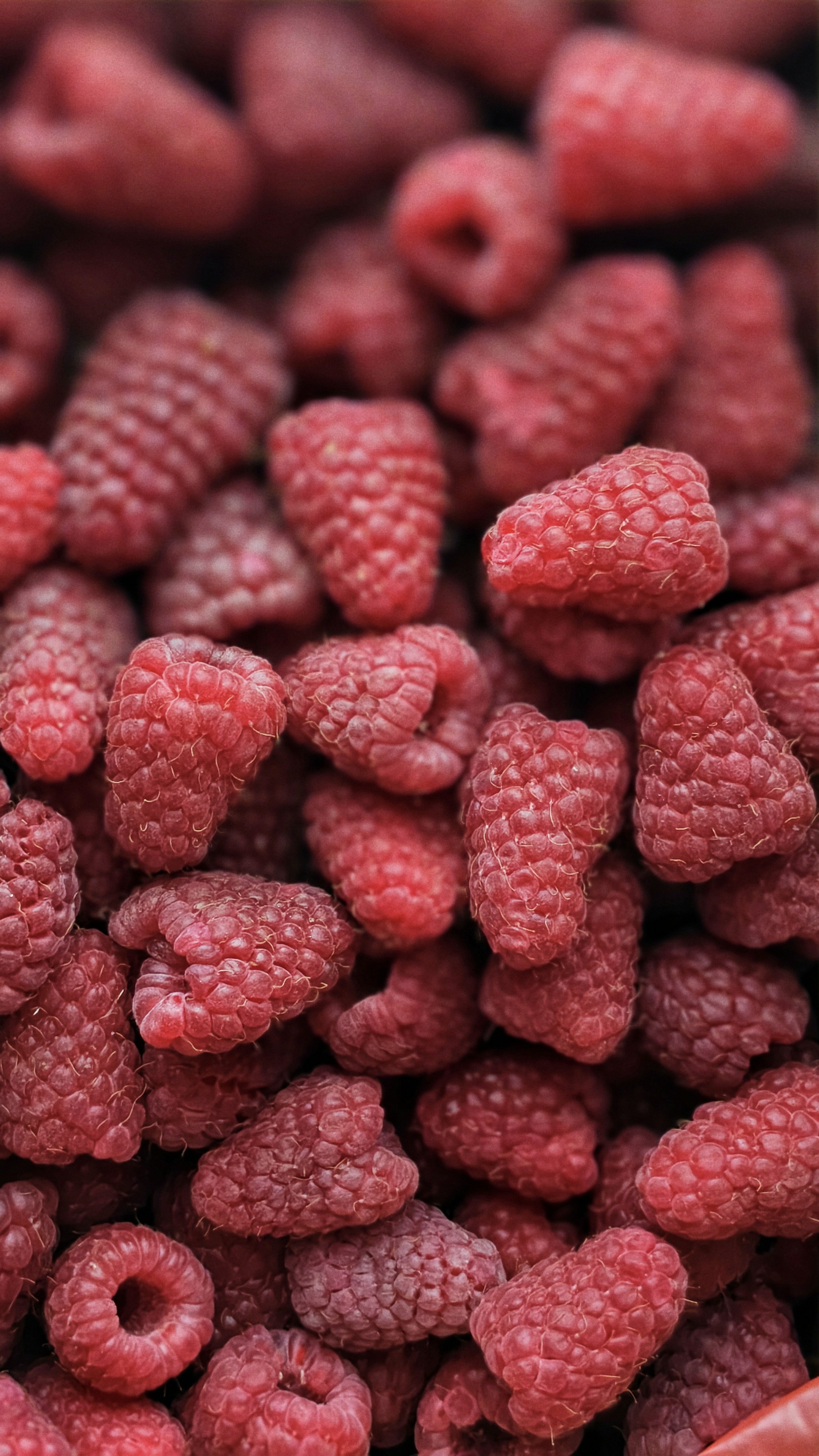 Pile of fresh, ripe red raspberries.