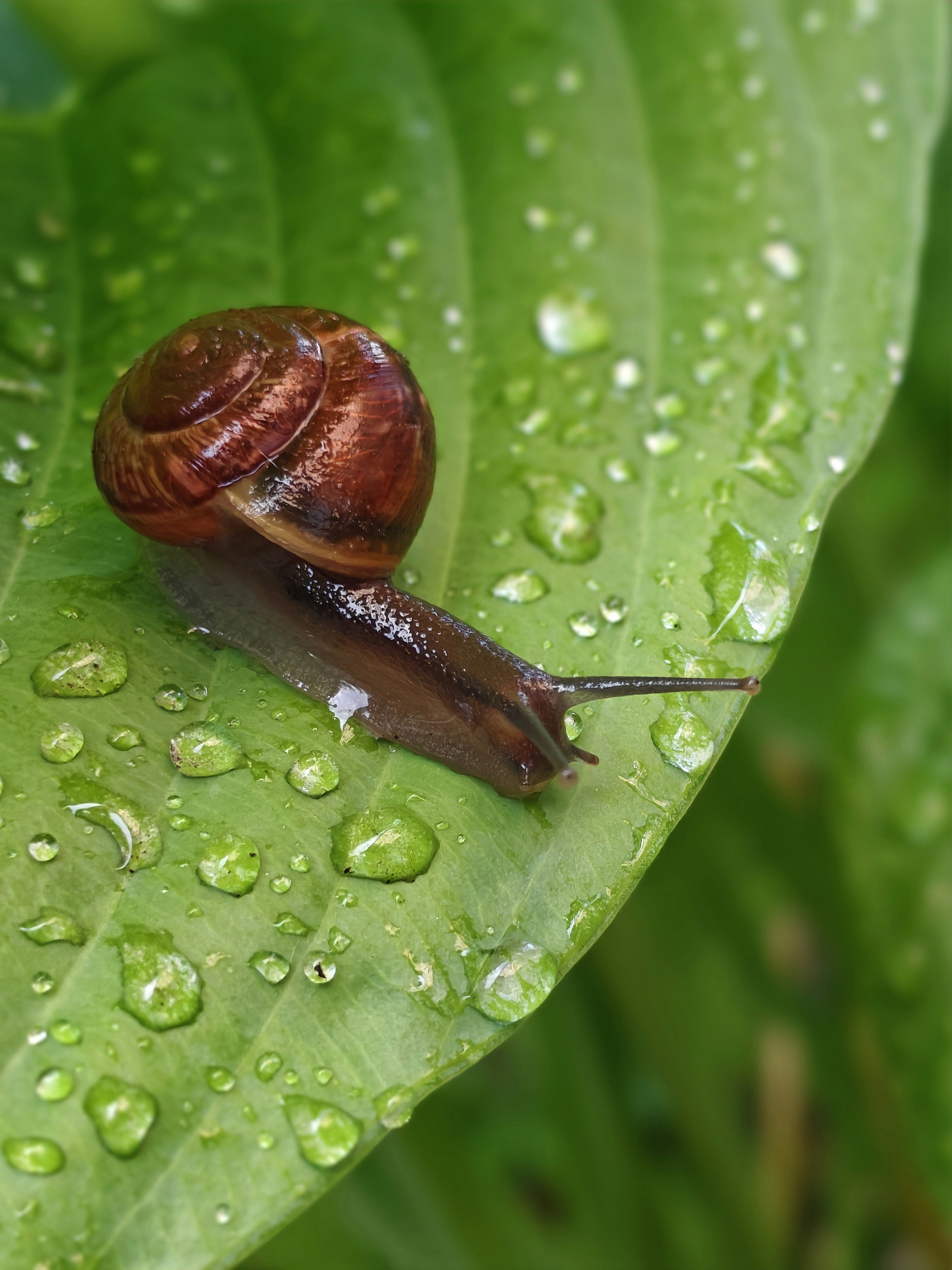 A brown snail slowly moves across a wet green leaf.