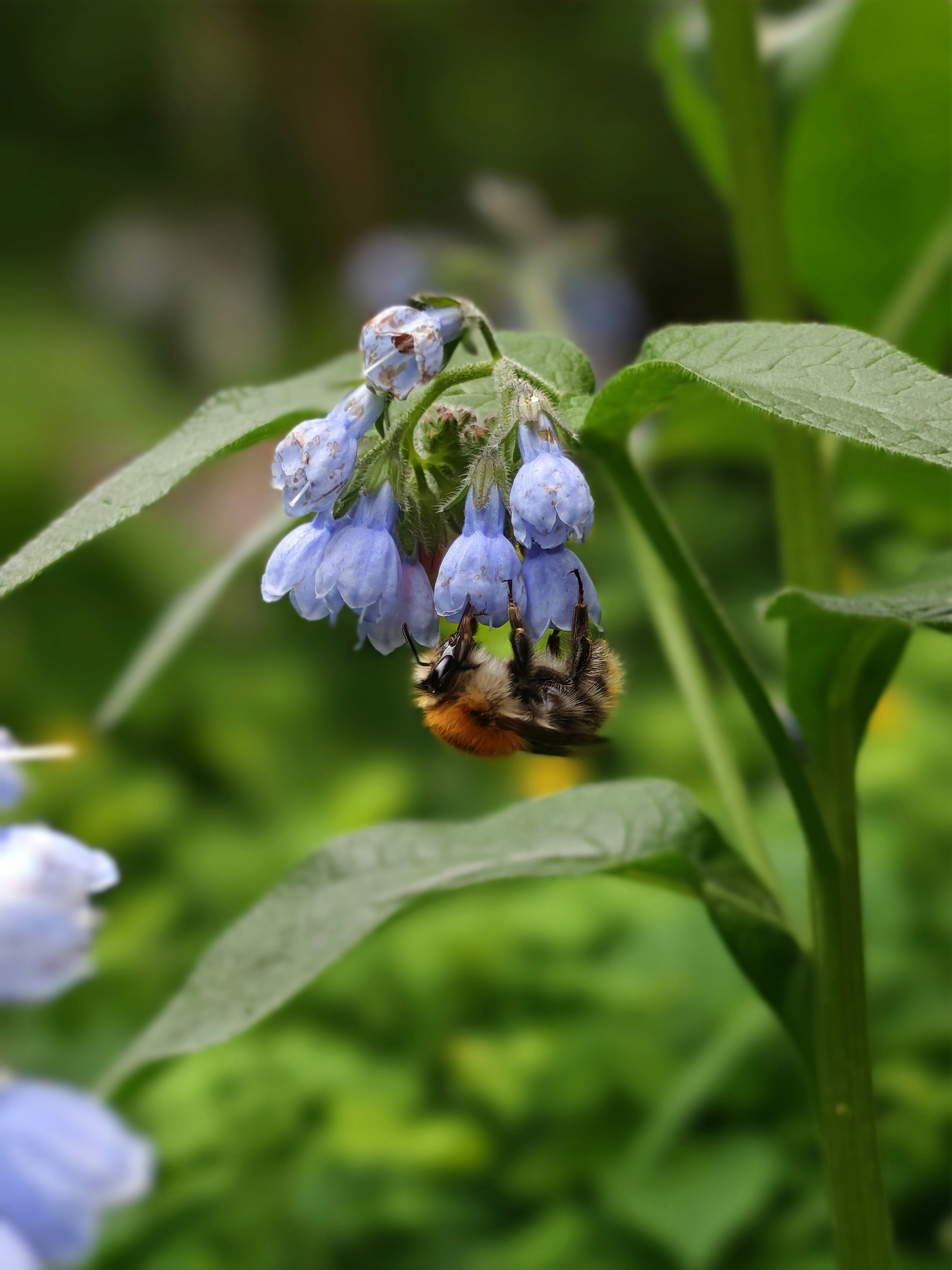 A bumblebee pollinating blue bell flowers in a garden.