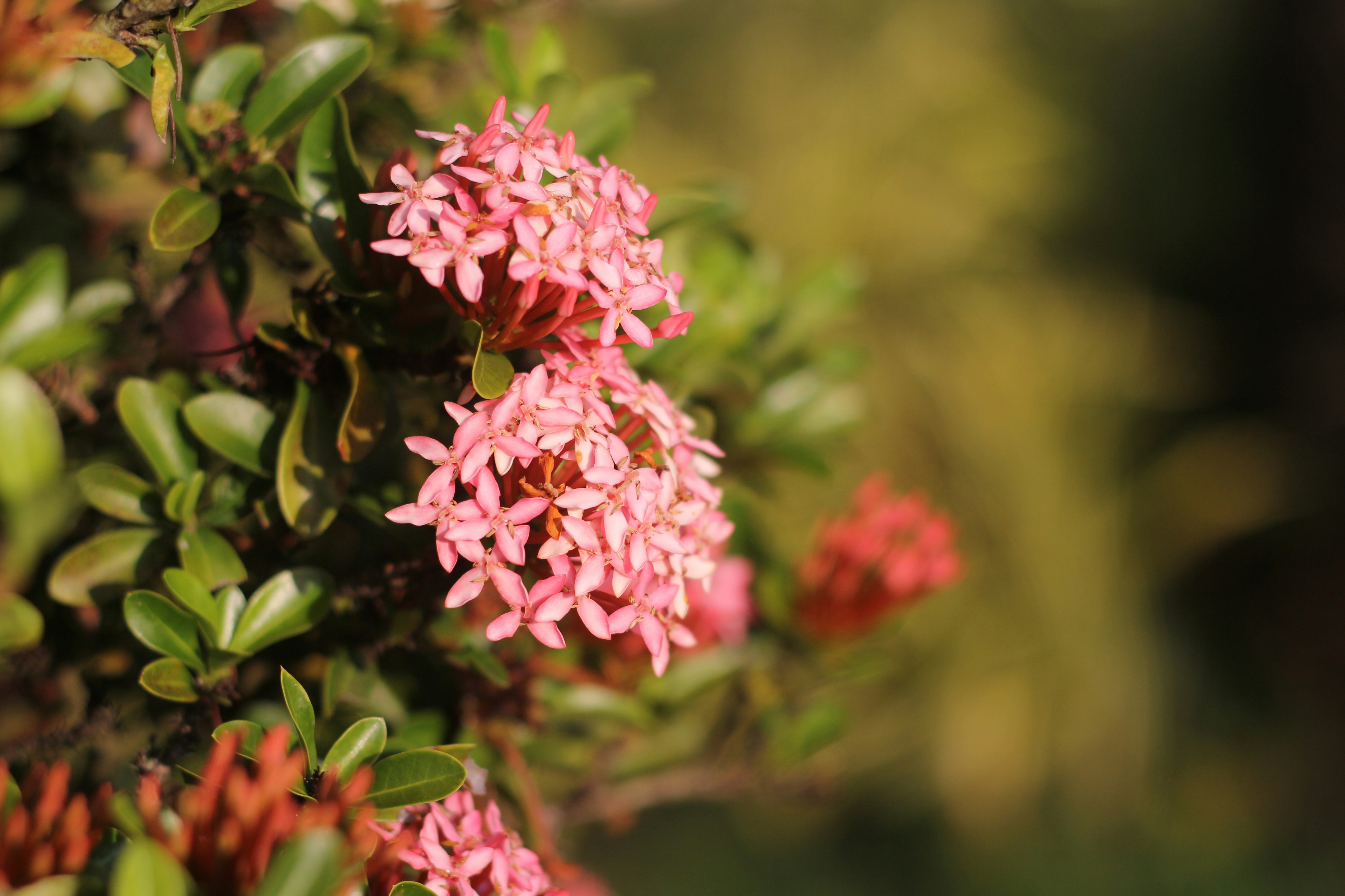 Soft Bloom: Pink Hydrangea Cluster in a Sunlit Garden