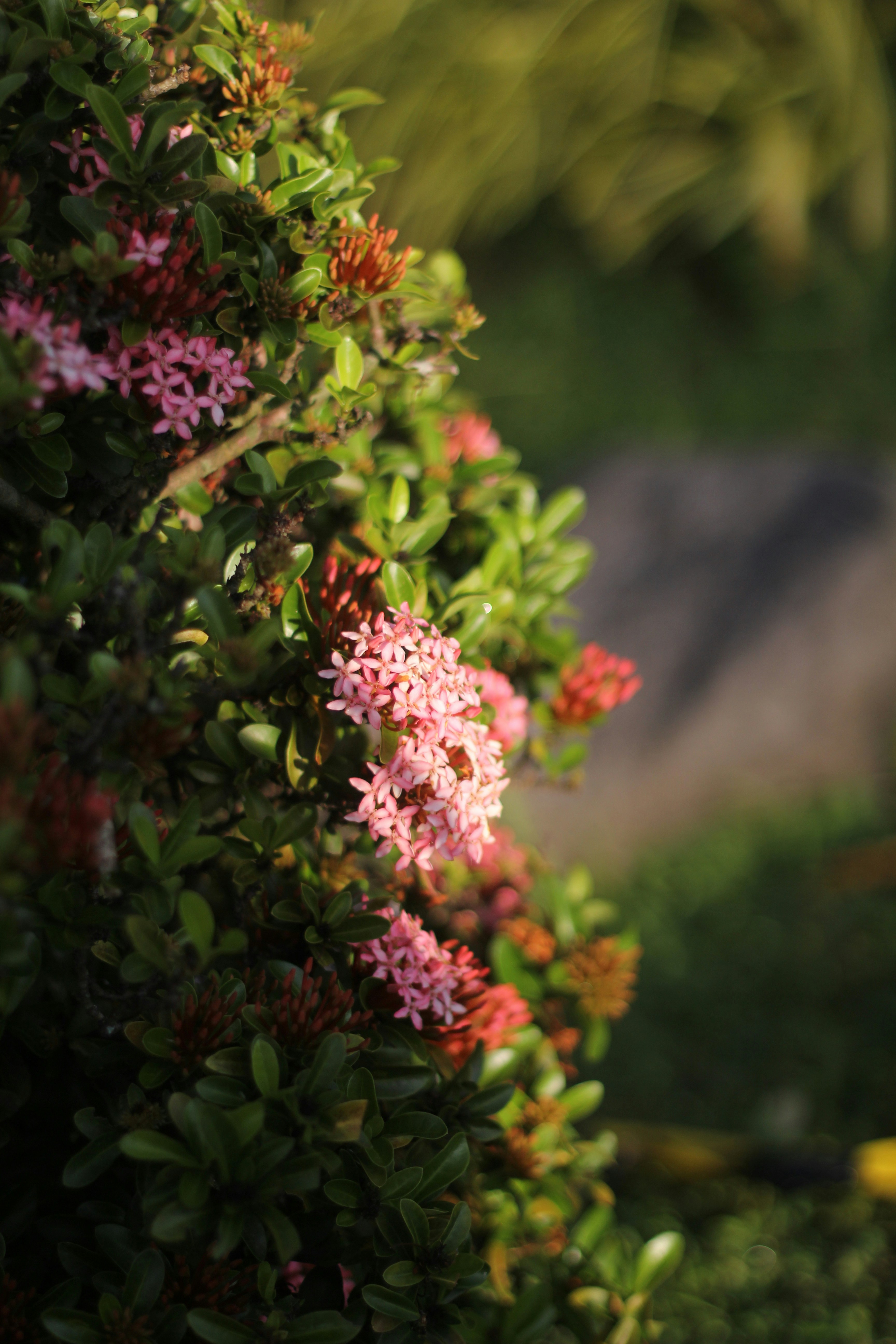 Soft Focus Bougainvillea on the Edge of Morning