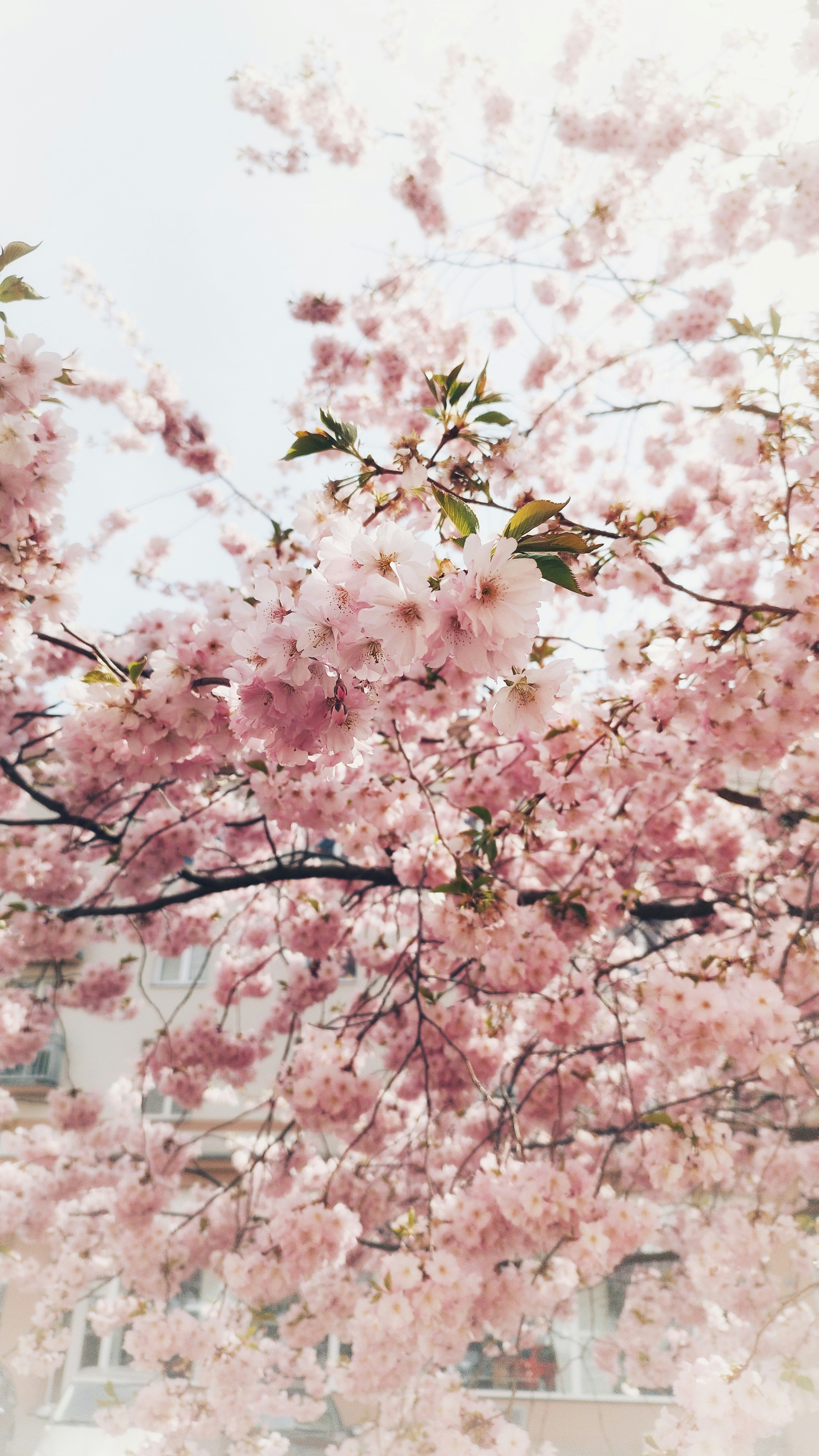 Blossom Veil: Soft Pink Canopy Against a Quiet Sky