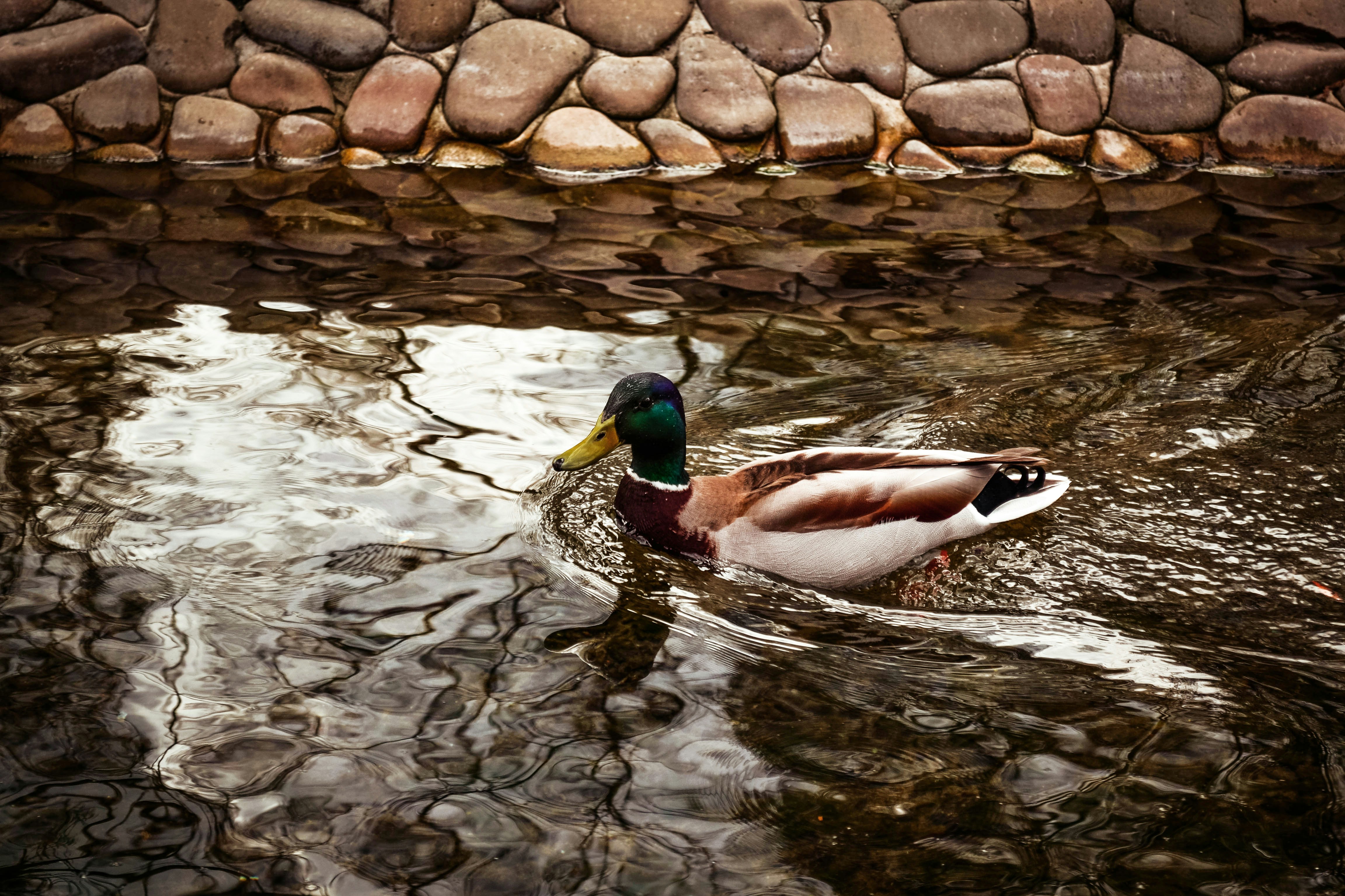 Azure-green Mallard on Rippling Riverside