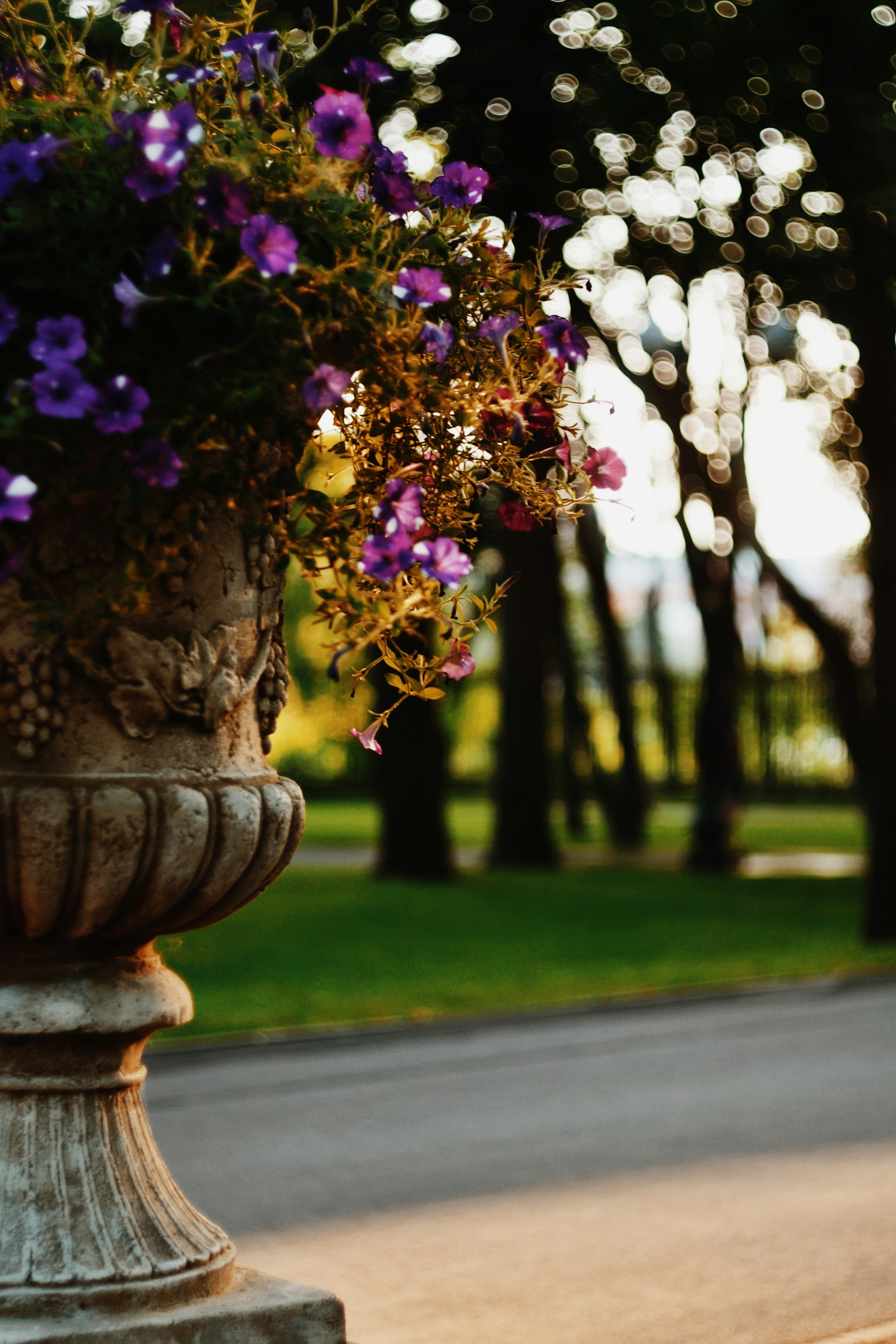 Floral Urn in Morning Light