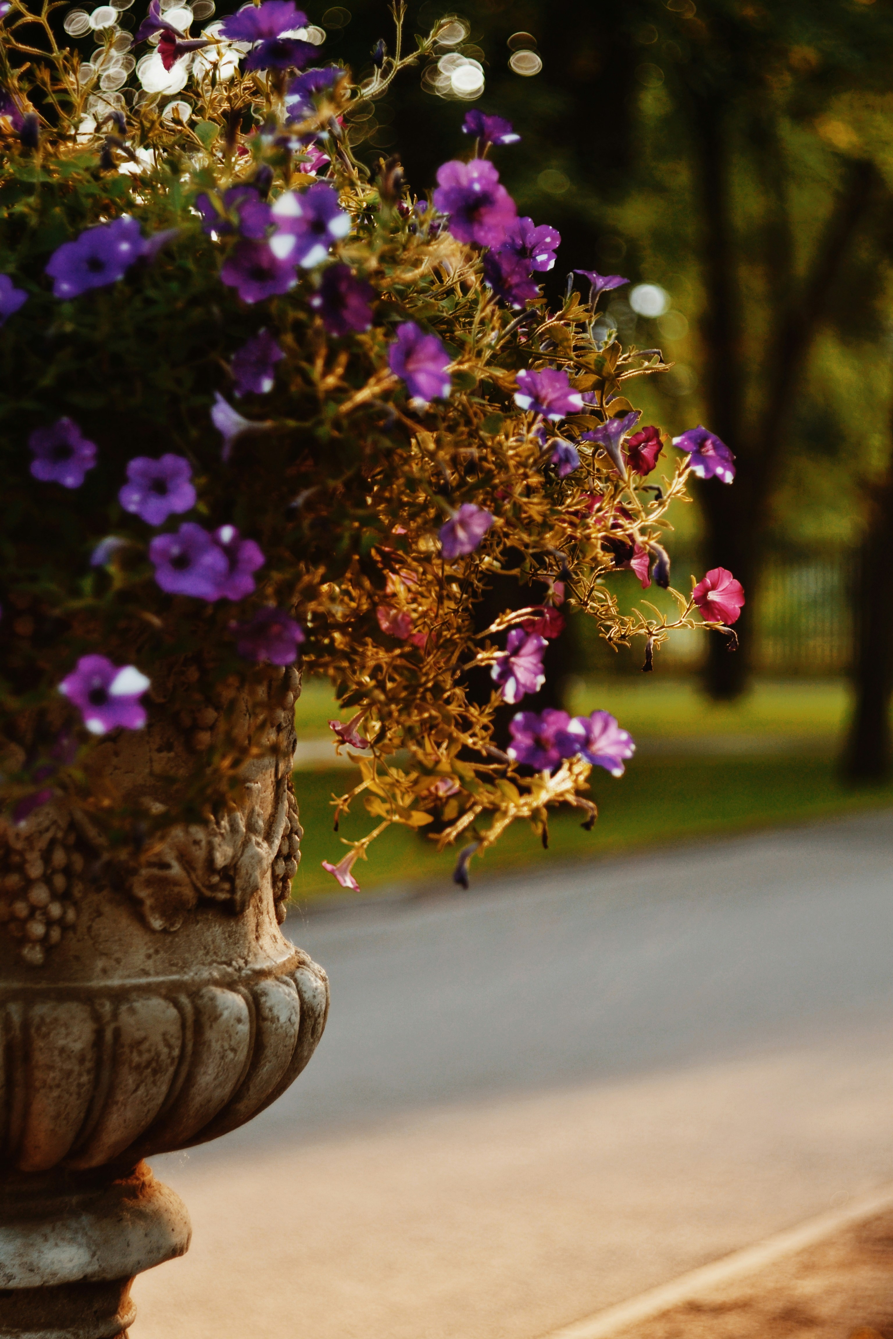 Purple blossoms spill from an ornate stone planter along a sunlit park path