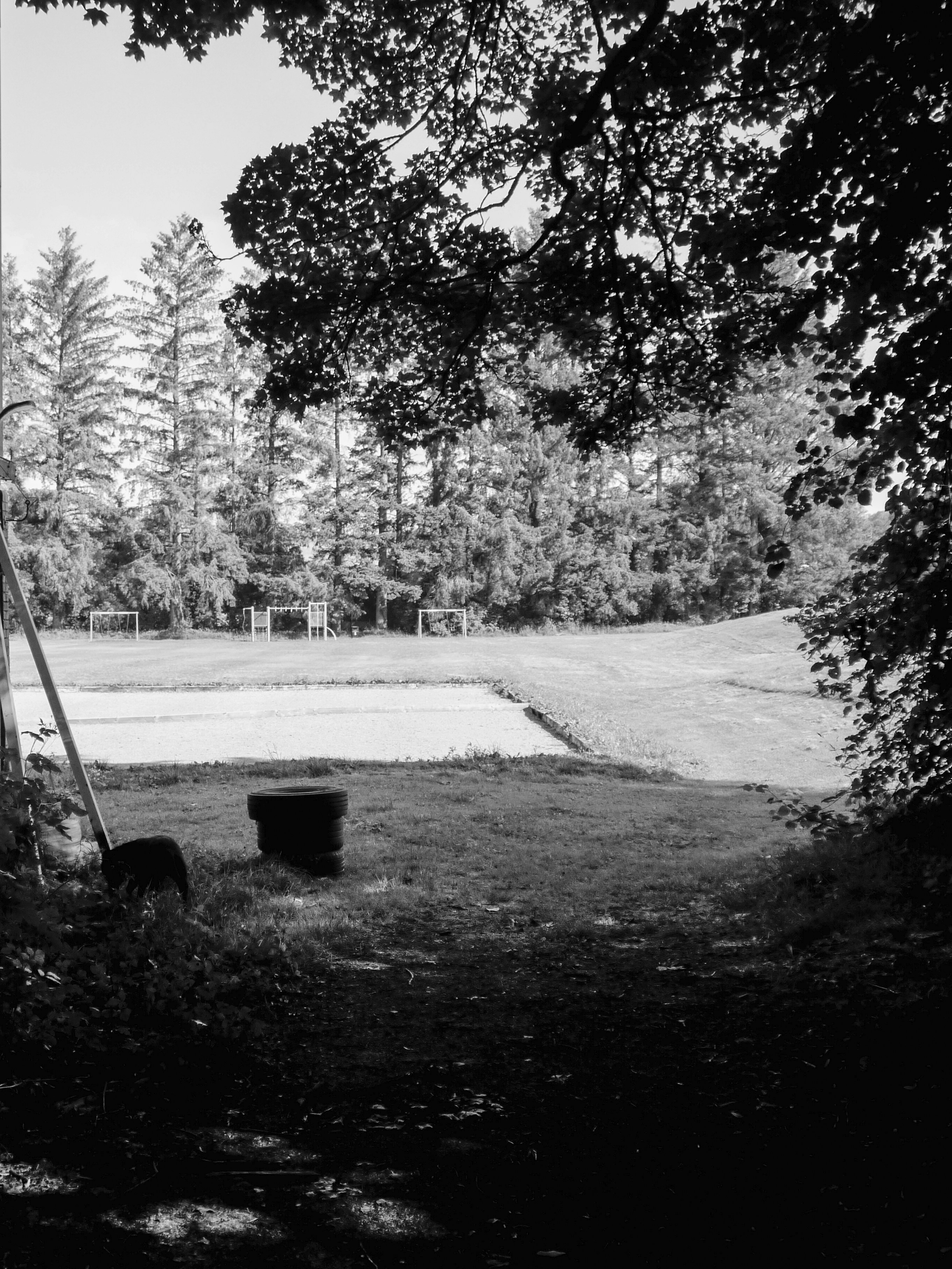 Shadows under the Canopy: A Quiet Park at Dusk
